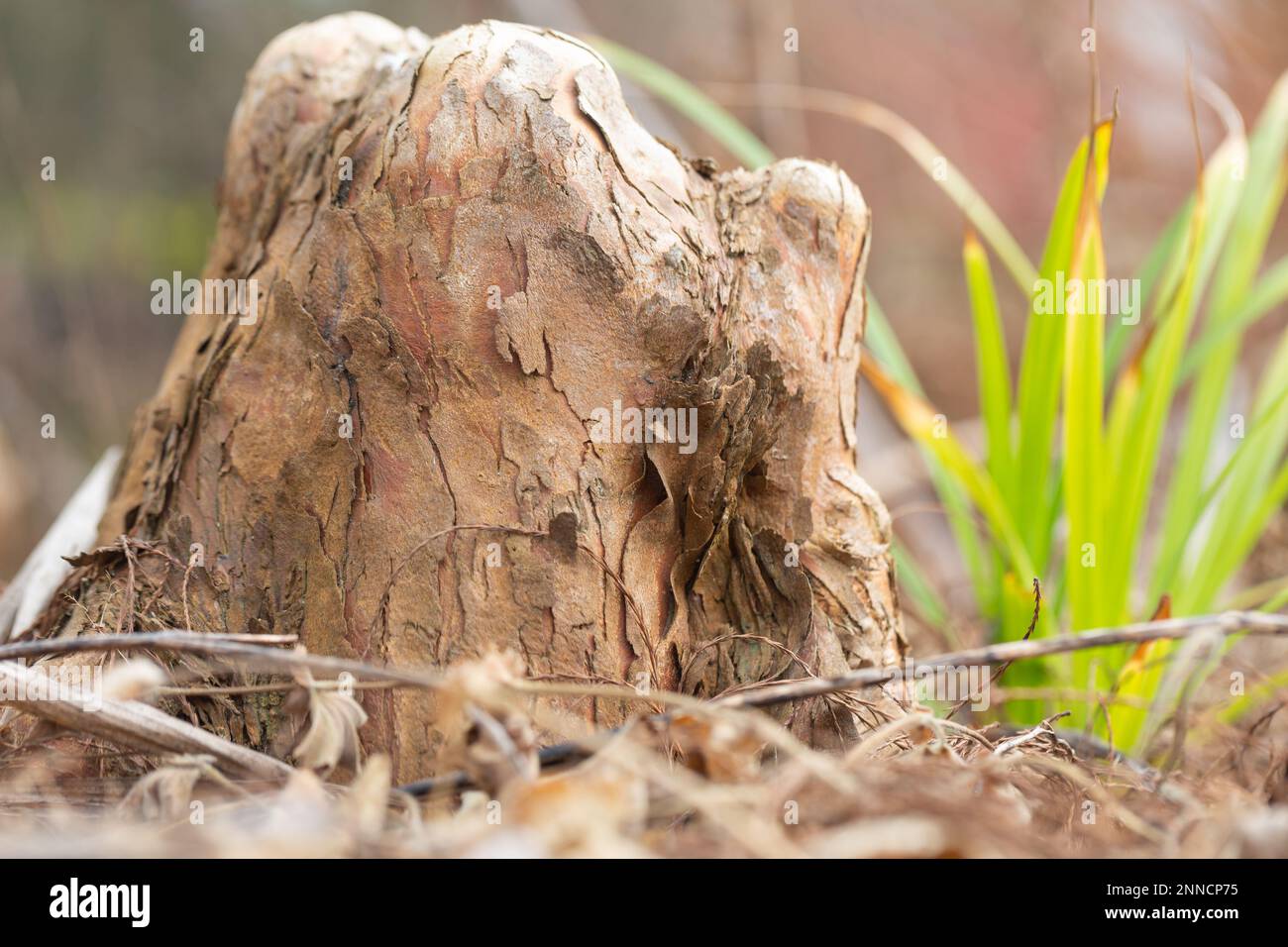 Taxodium ascendens , Pond cypress tree with pneumatophore root system ...