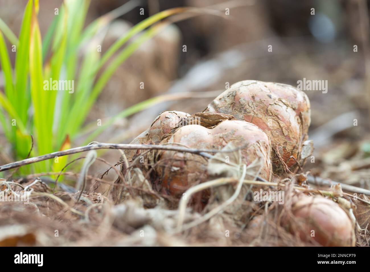 Taxodium ascendens , Pond cypress tree with pneumatophore root system ...