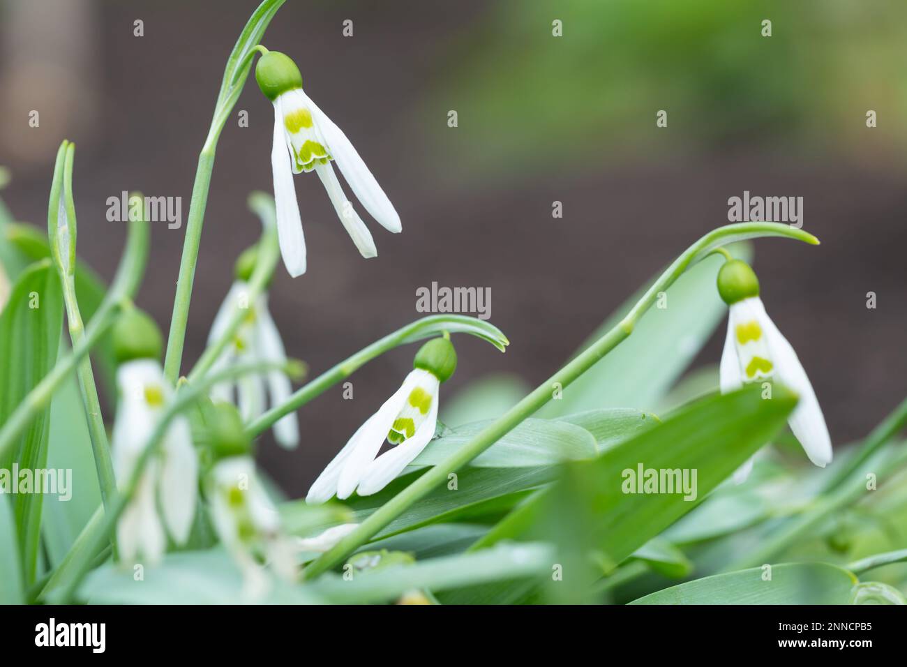 Snowdrops, Galanthus Blooms growing in a British Garden Stock Photo - Alamy