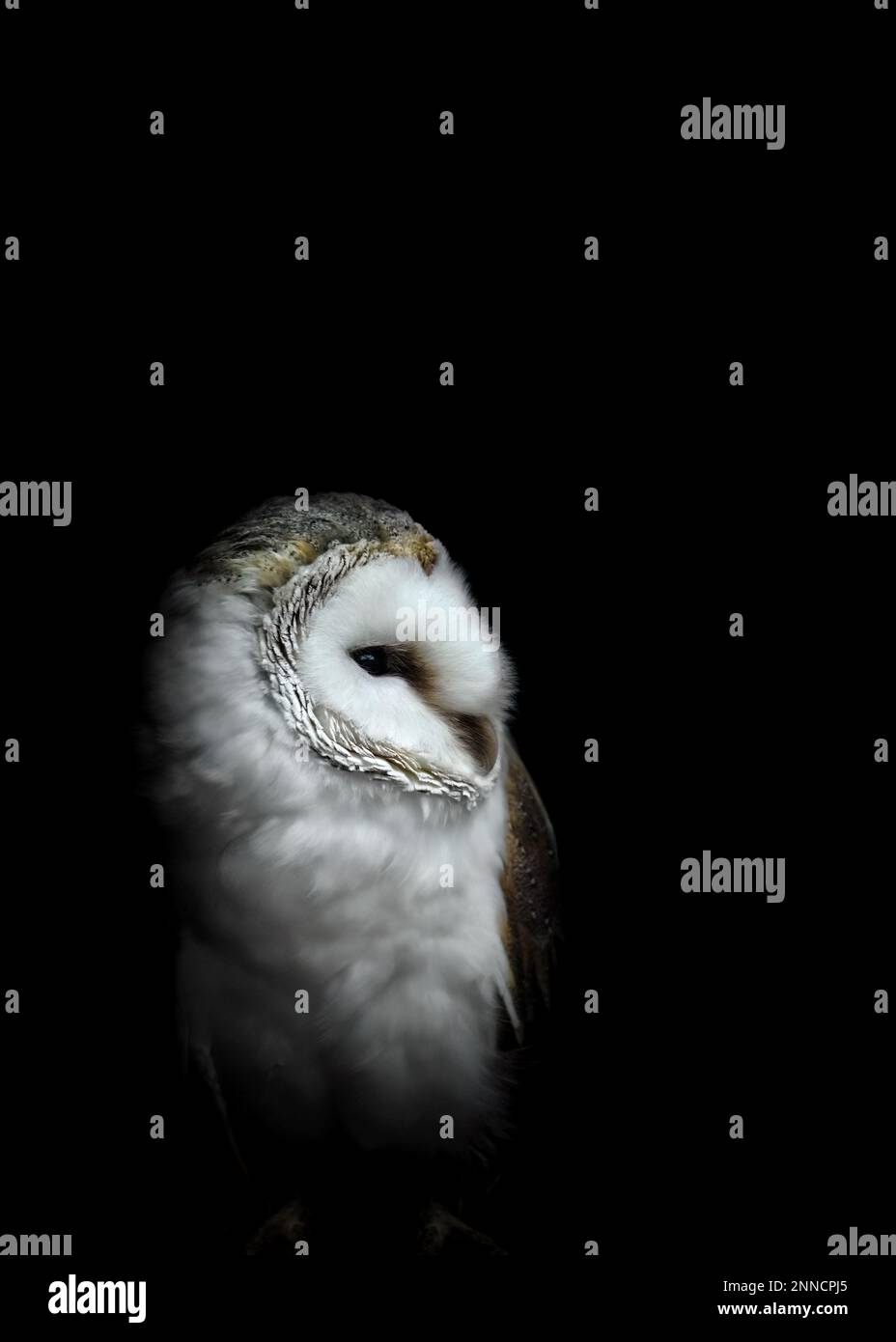 Profile portrait of a barn owl ( Tyto Alba ), black background, reduced ...