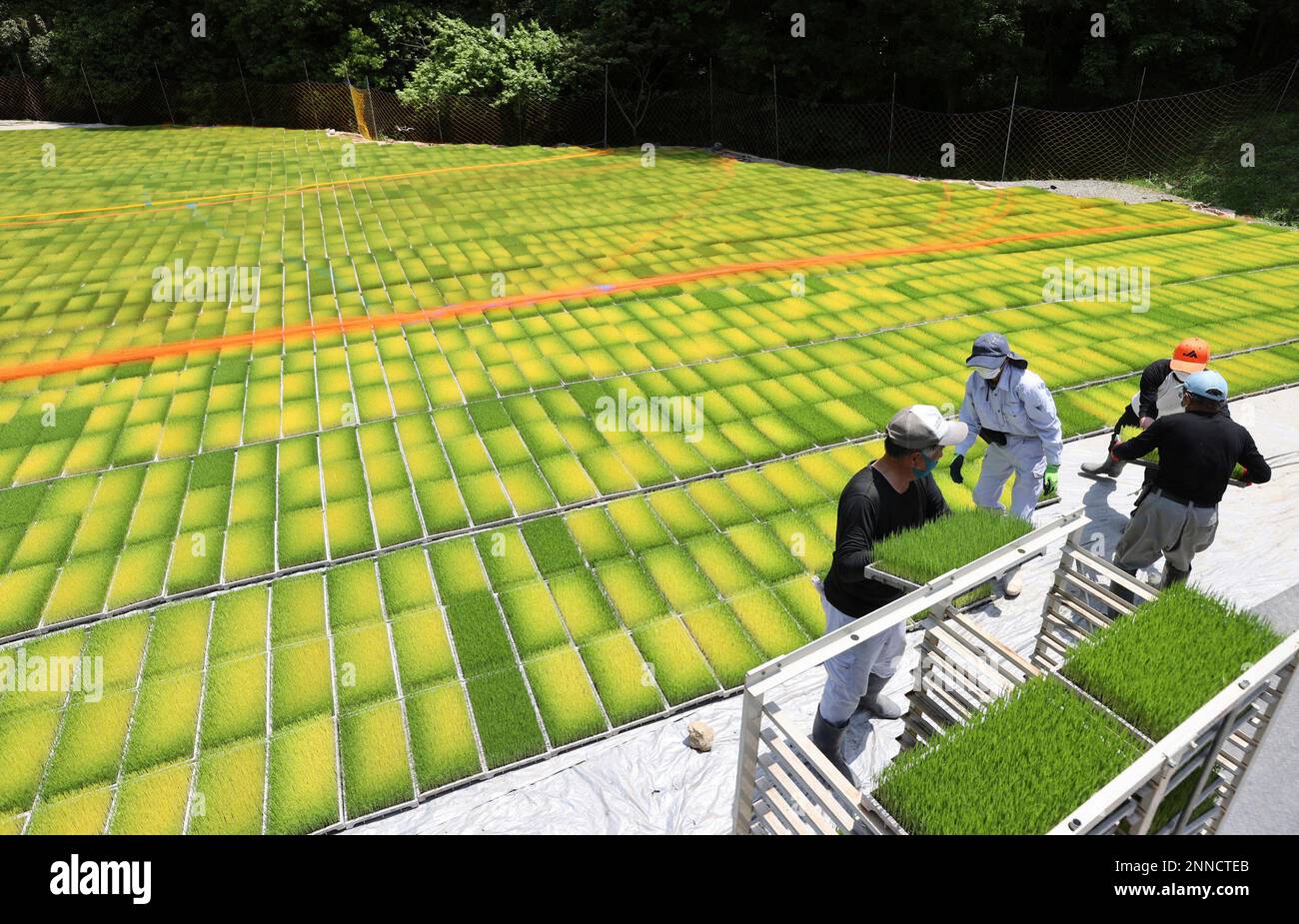 Farmers plant rice seedling in Nishi Ward, Kyoto on May 10, 2021. The ...