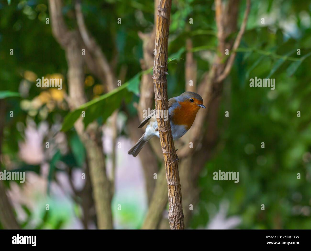 Wildlife Friendly Gardens - Close-up of a garden visitor, a curious ...