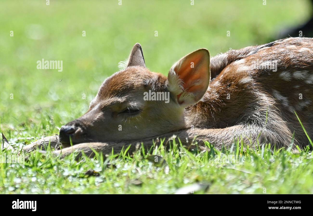 Baby Deer Being Born