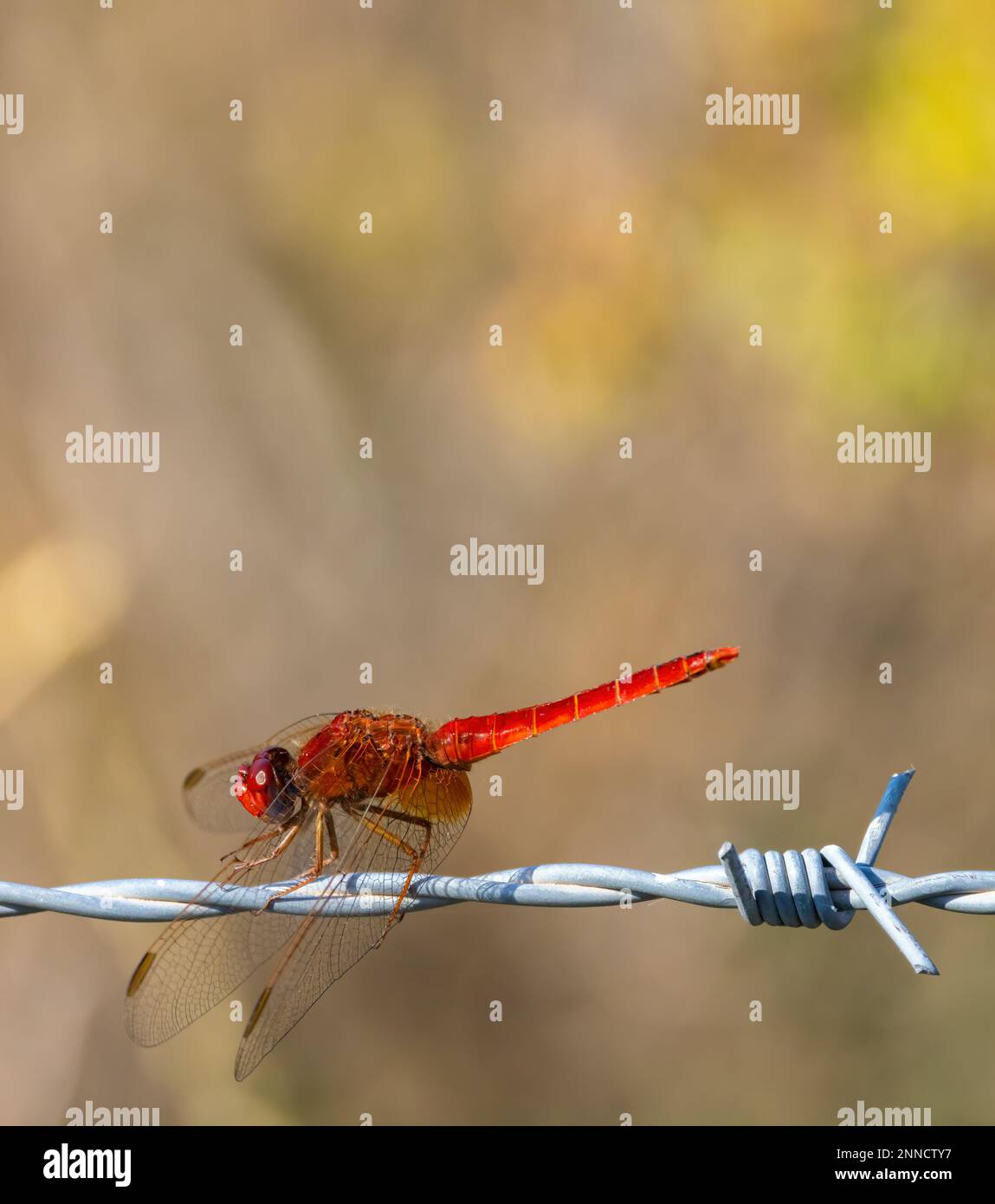 red dragonfly on the wire in Camargue, France Stock Photo - Alamy
