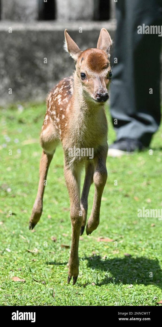 Baby Deer Being Born
