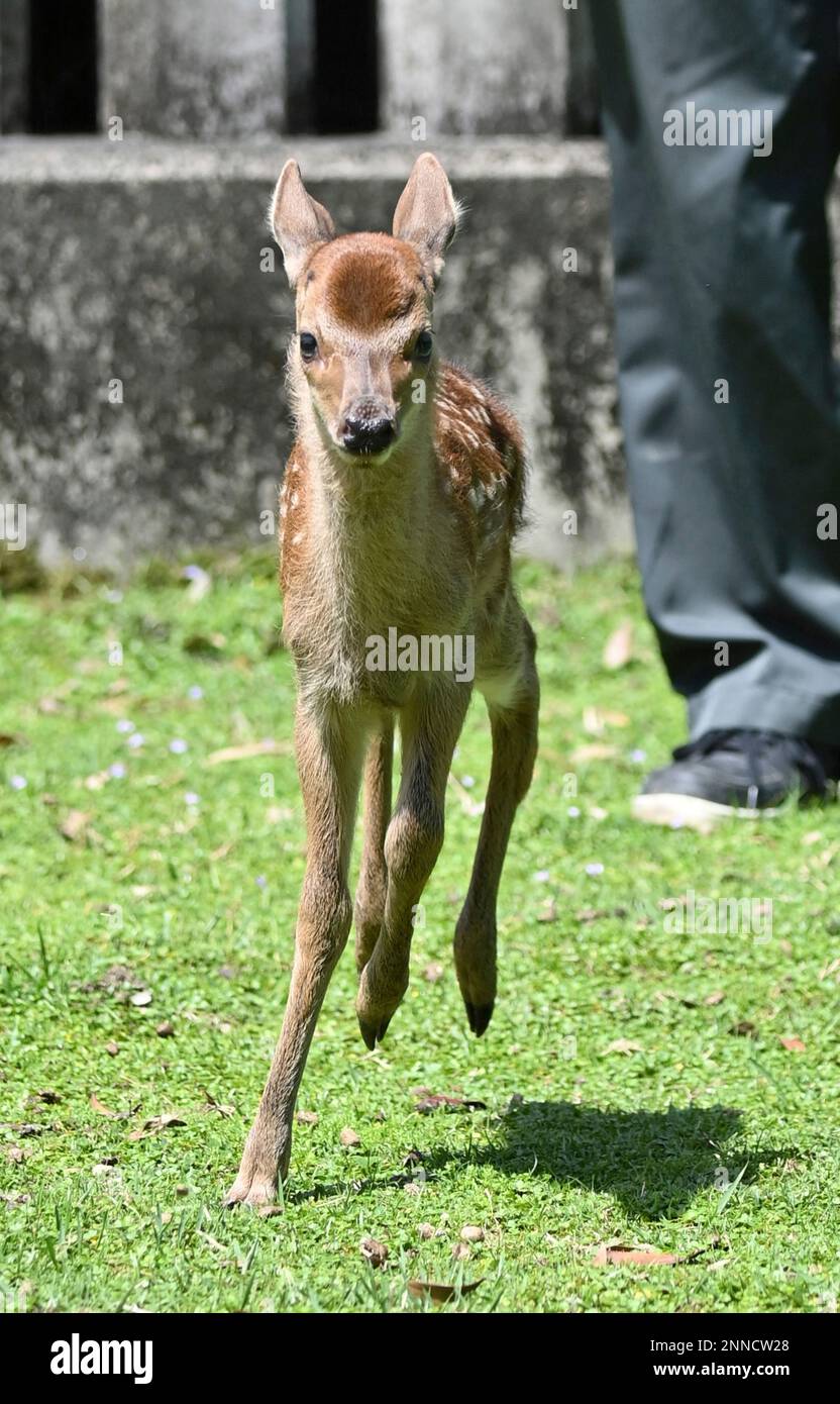Baby Deer Being Born