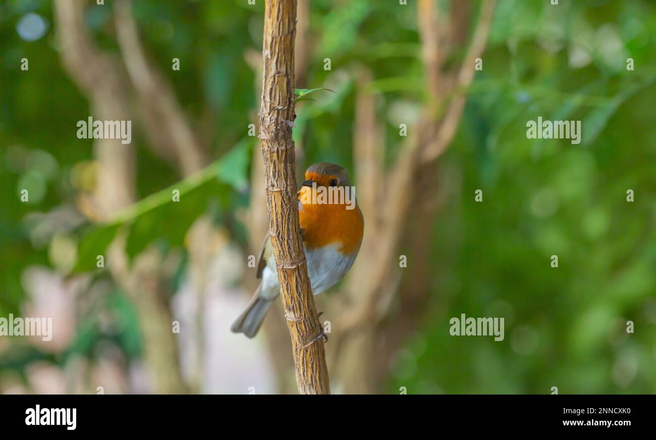 Wildlife Friendly Gardens - Close-up of a garden visitor, a curious ...