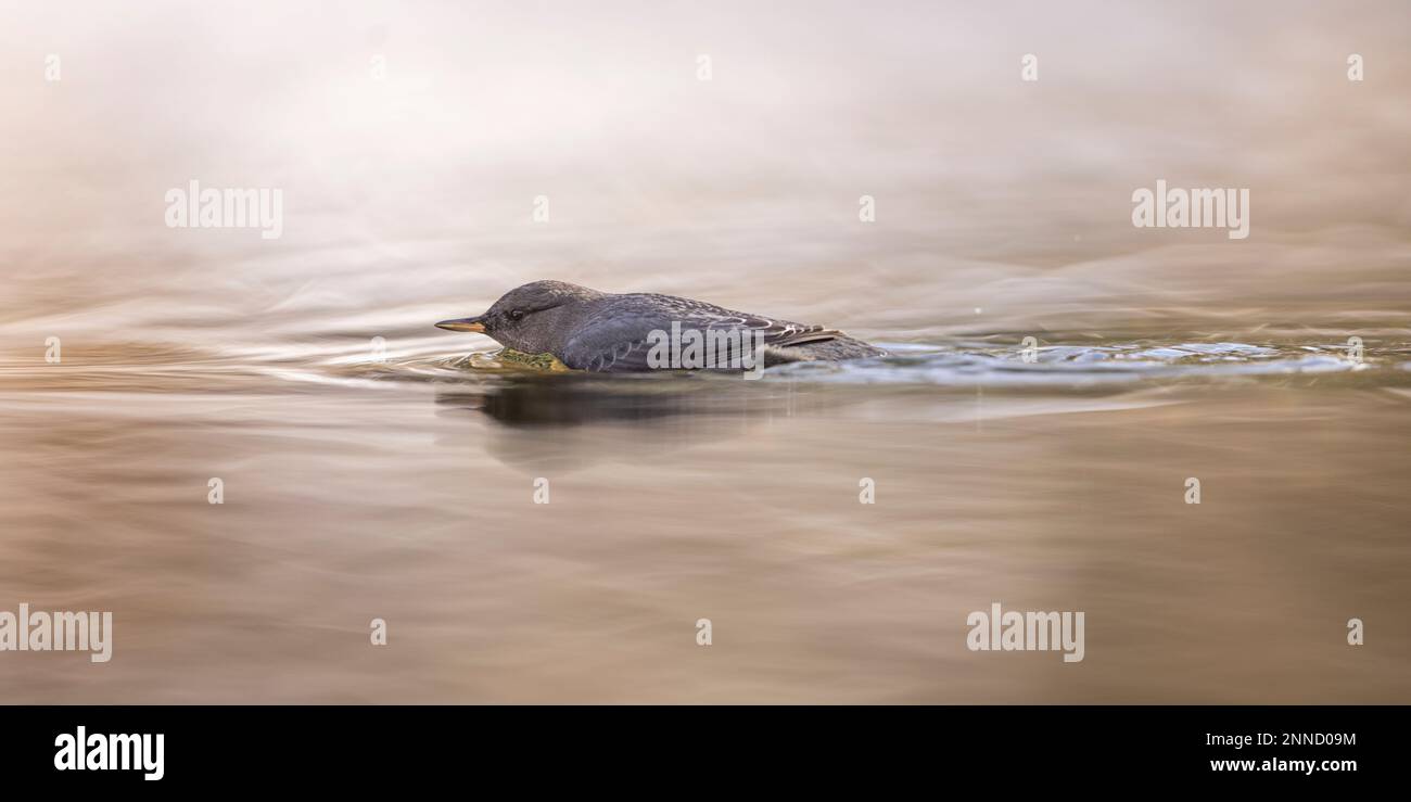 American Dipper swimming in river Stock Photo - Alamy