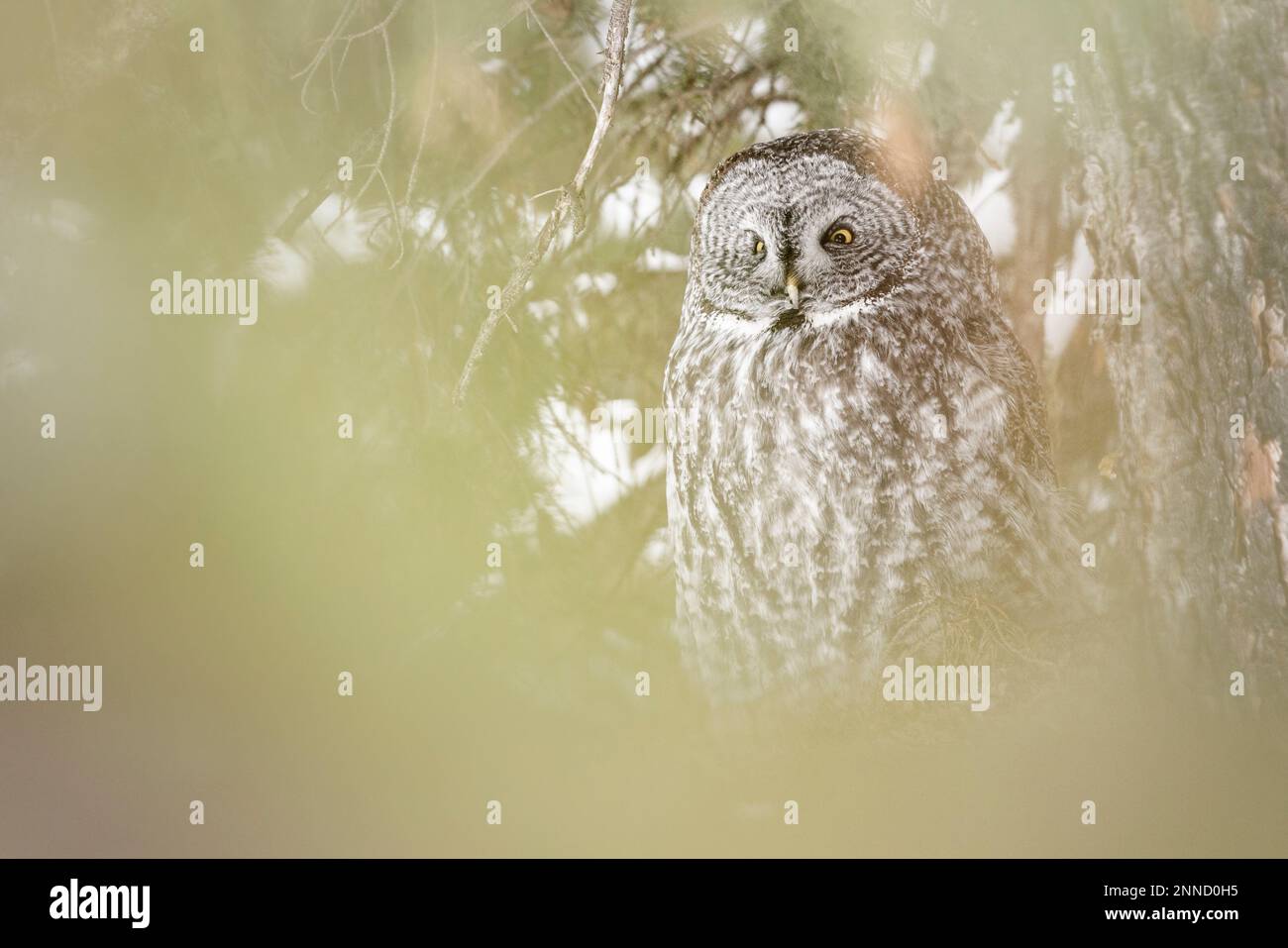 Grey owl bird hi-res stock photography and images - Alamy