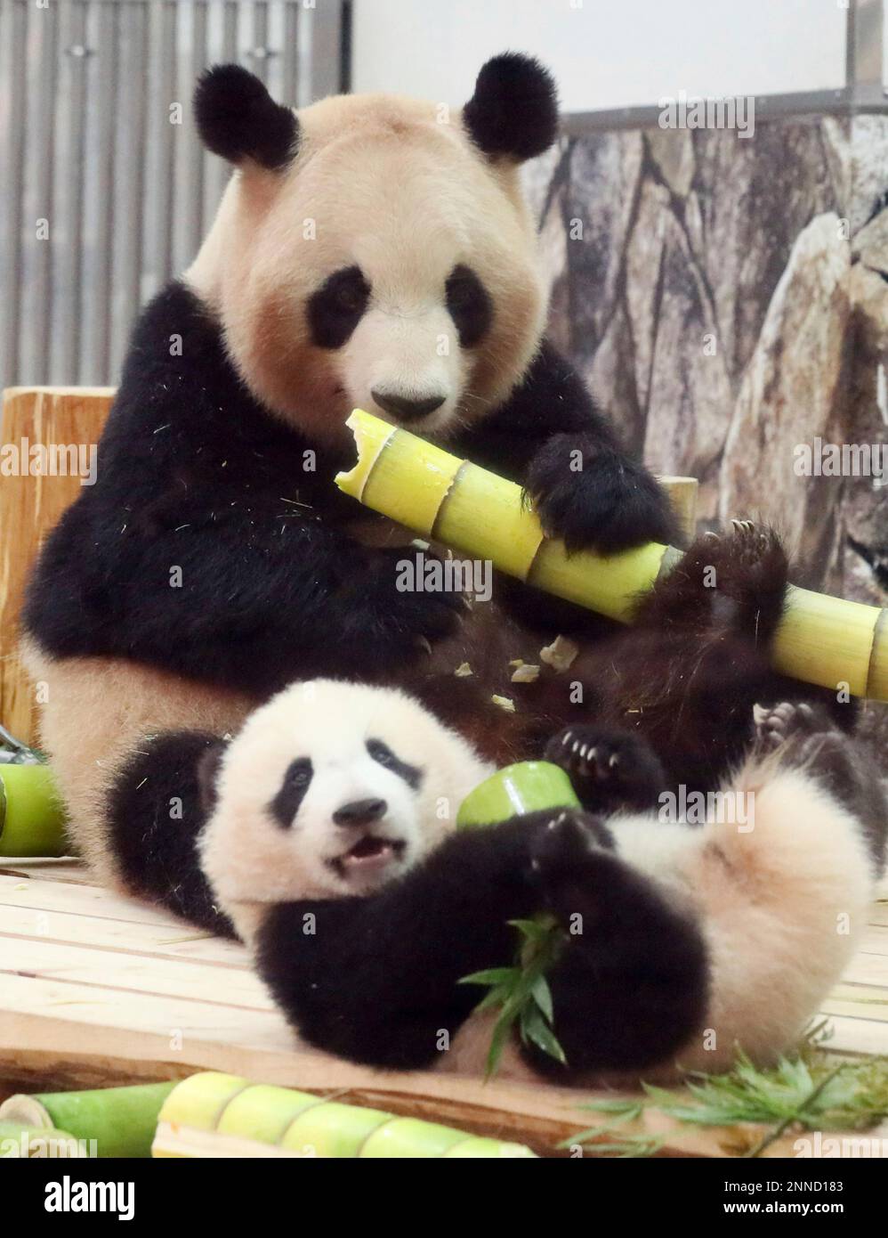 A photo shows baby giant panda Fuhin and her mother giant panda Rauhin ...