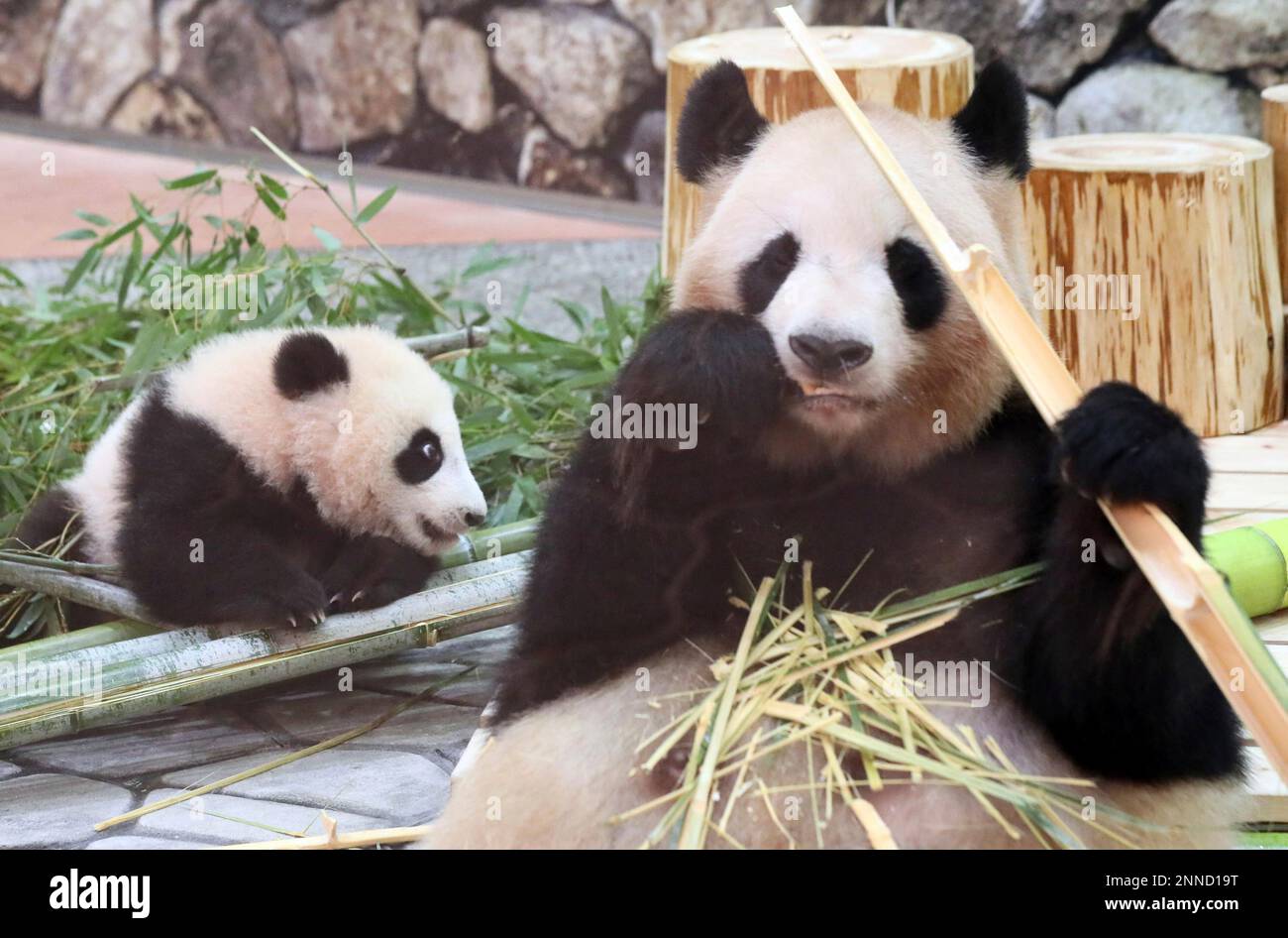 A photo shows baby giant panda Fuhin and her mother giant panda Rauhin ...