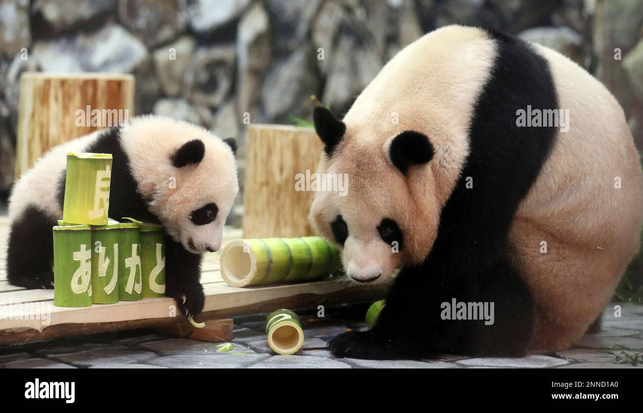A photo shows baby giant panda Fuhin and her mother giant panda Rauhin ...