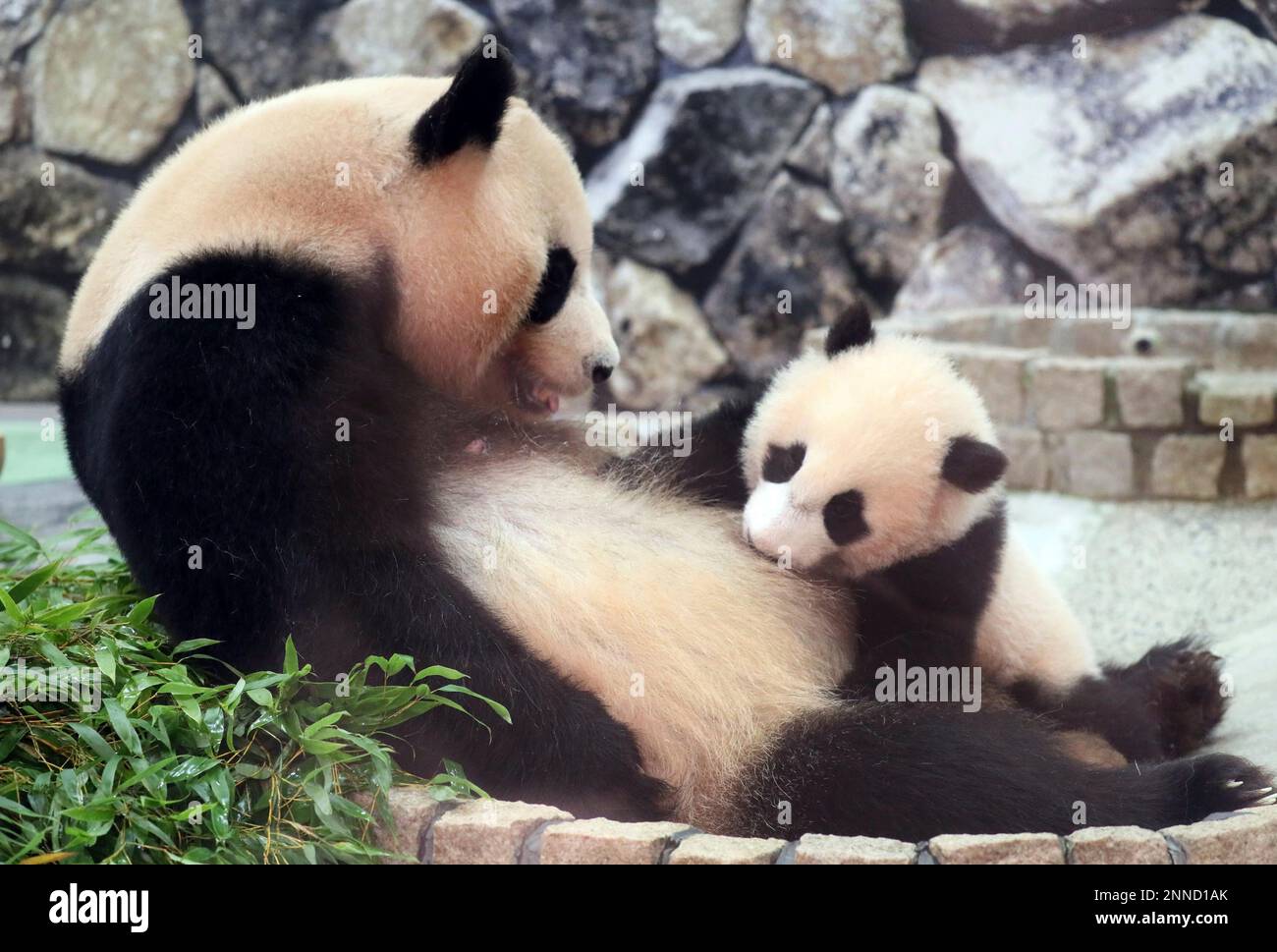 A photo shows baby giant panda Fuhin and her mother giant panda Rauhin ...
