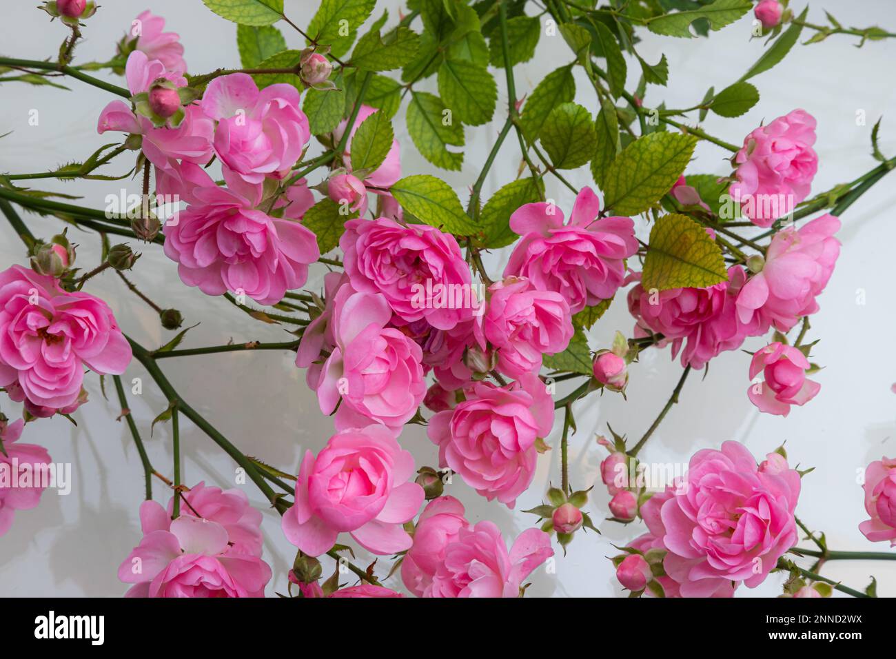 Light pink rose isolated on white background Stock Photo - Alamy