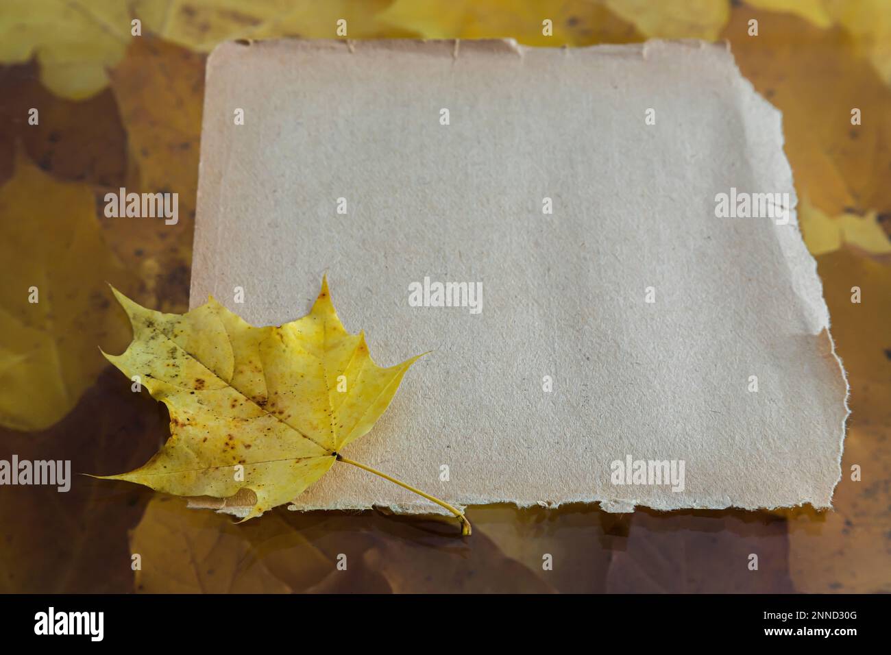 Autumn Leaves on the Old Paper sheet isolated on white Stock Photo - Alamy