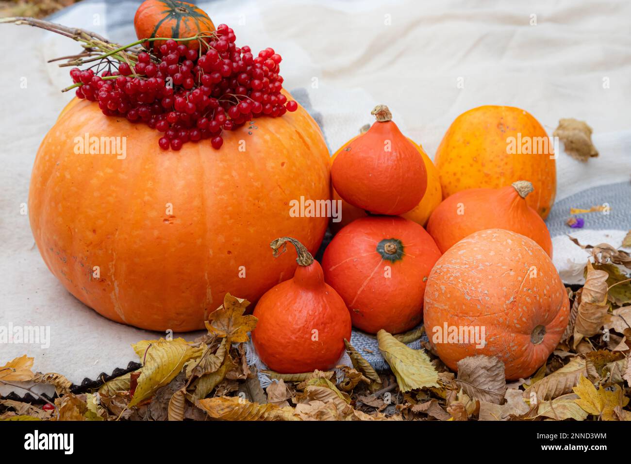 Ripe green pumpkins leaves hi-res stock photography and images - Alamy