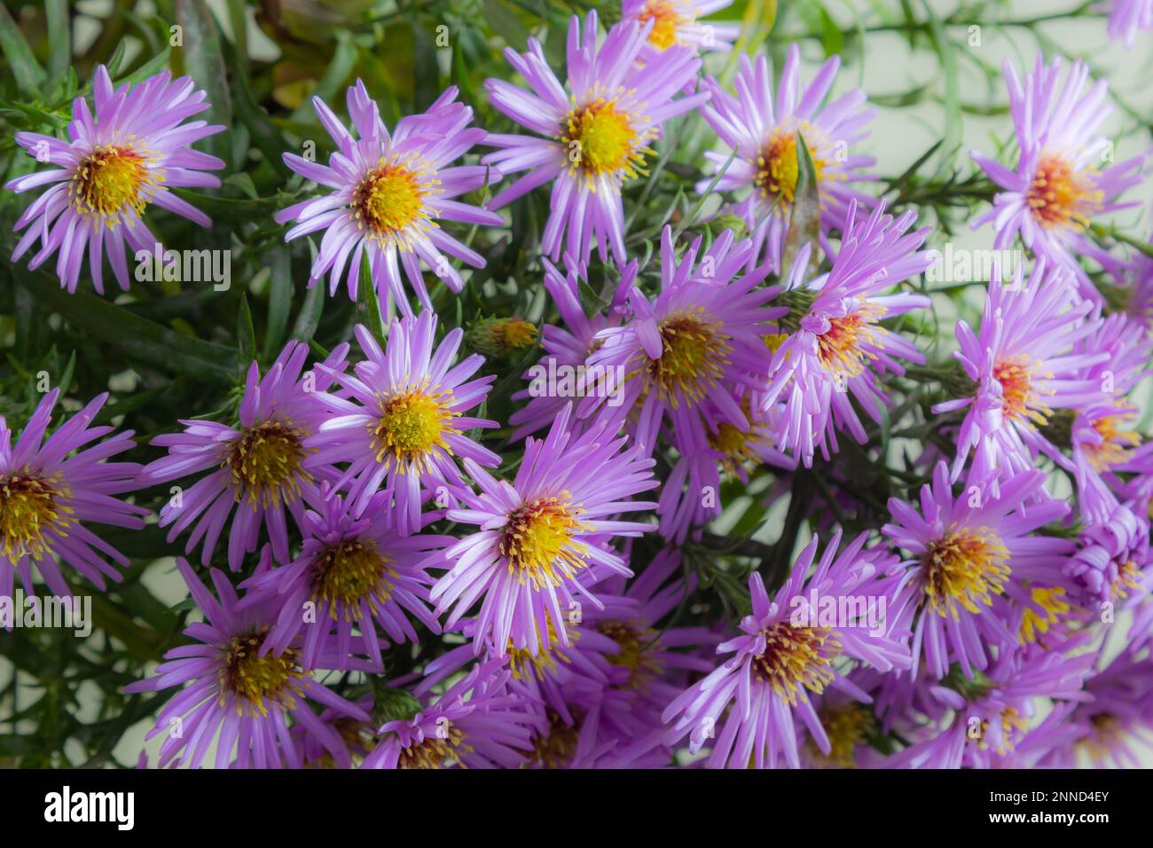 bouquet of beautiful purple chrysanthemums on a white background Stock ...