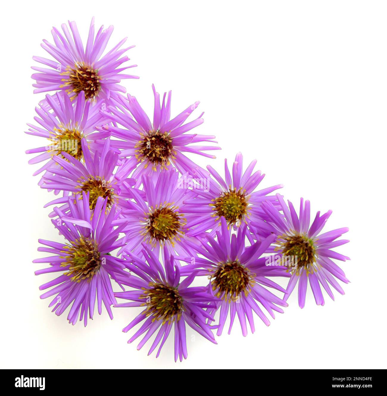 bouquet of beautiful purple chrysanthemums on a white background Stock ...