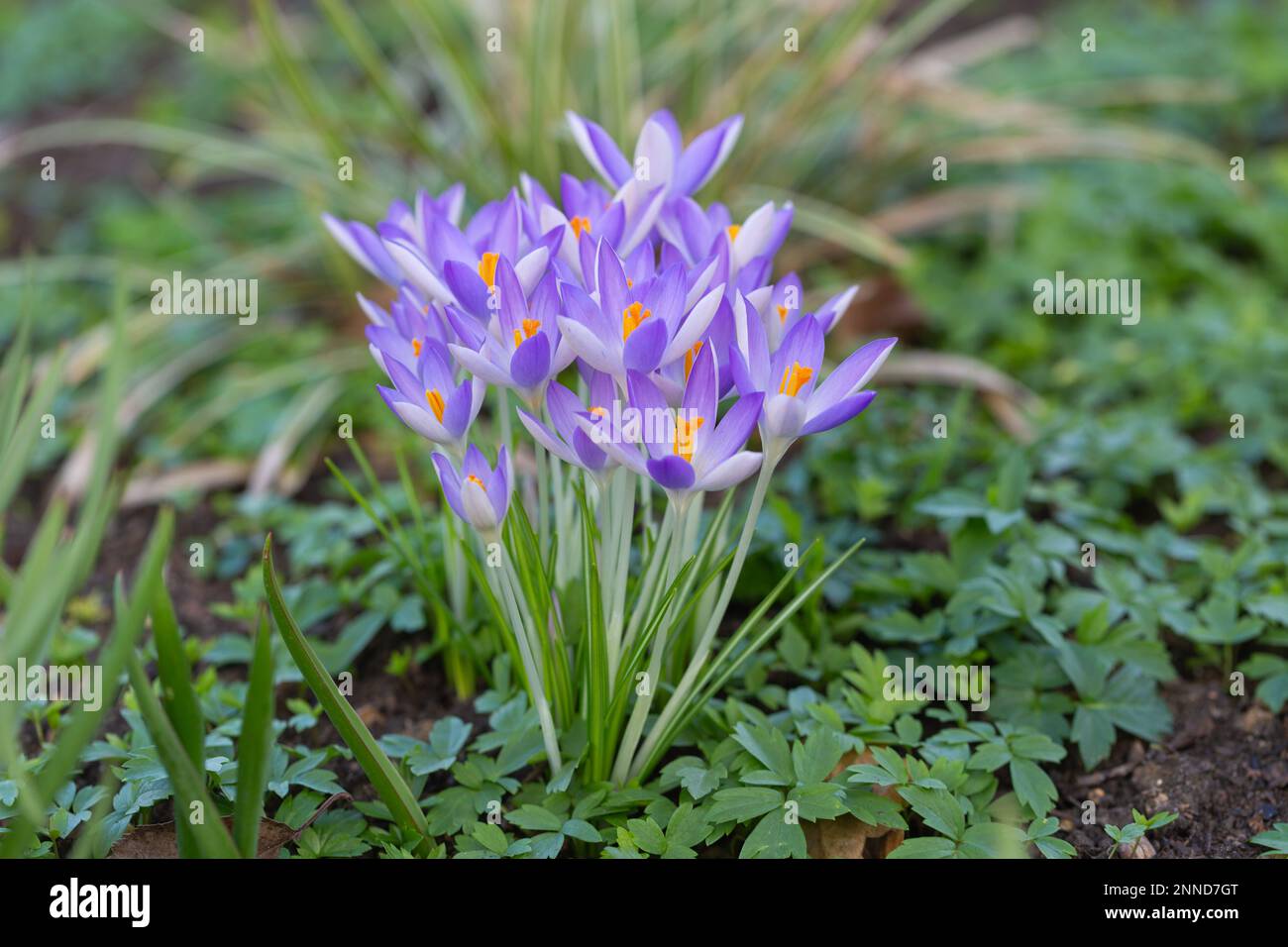 Long-Flowered Crocus plants, Crocus longiflorus Stock Photo - Alamy