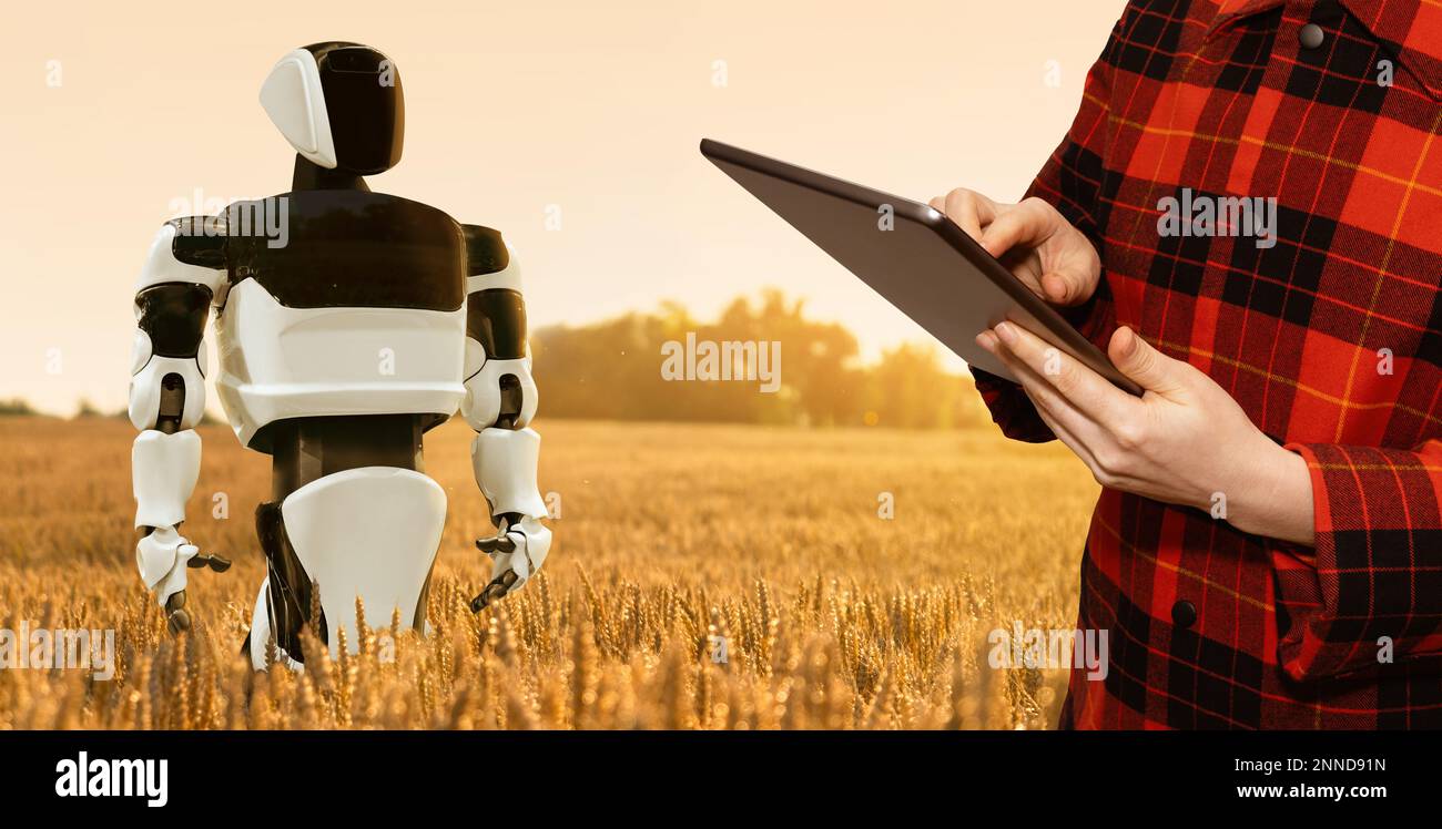 Farmer controls robot on an agricultural wheat field. Smart farming ...