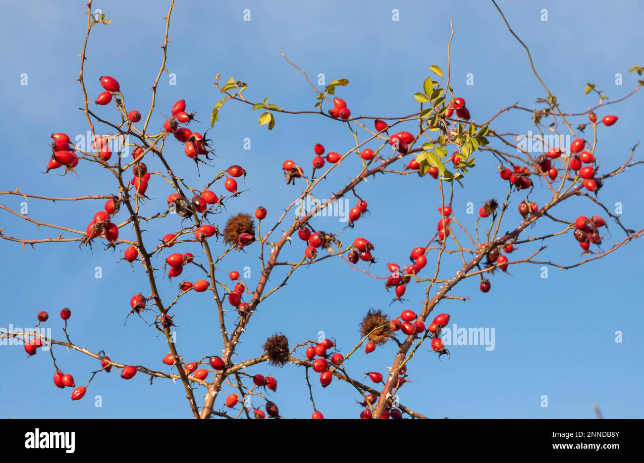 Briar bush hi-res stock photography and images - Alamy