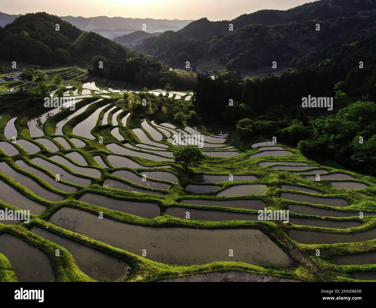 A picture shows the terraced rice paddies of Oyama Senmaidareflected in ...