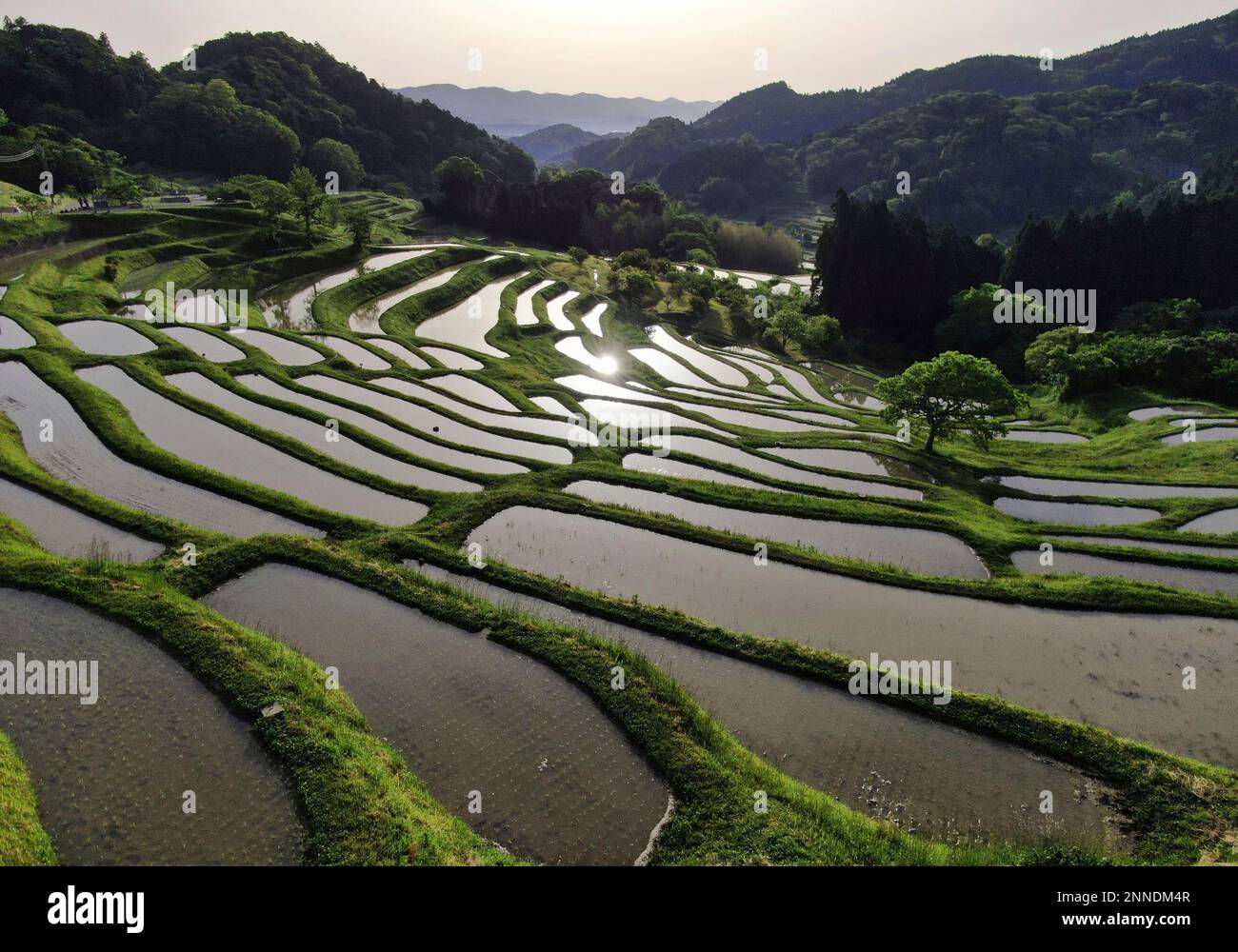 A picture shows the terraced rice paddies of Oyama Senmaidareflected in ...