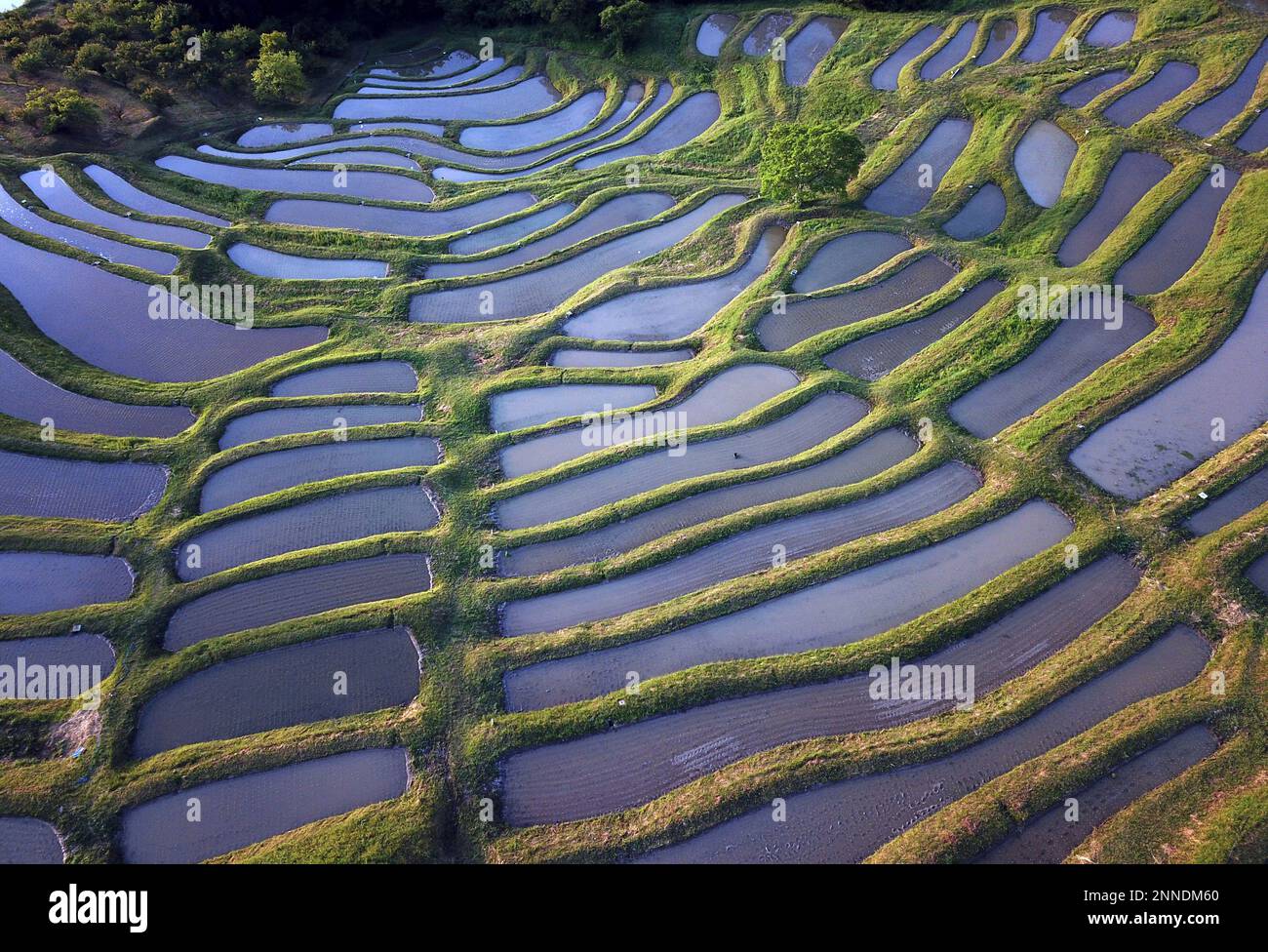 A picture shows the terraced rice paddies of Oyama Senmaidareflected in ...