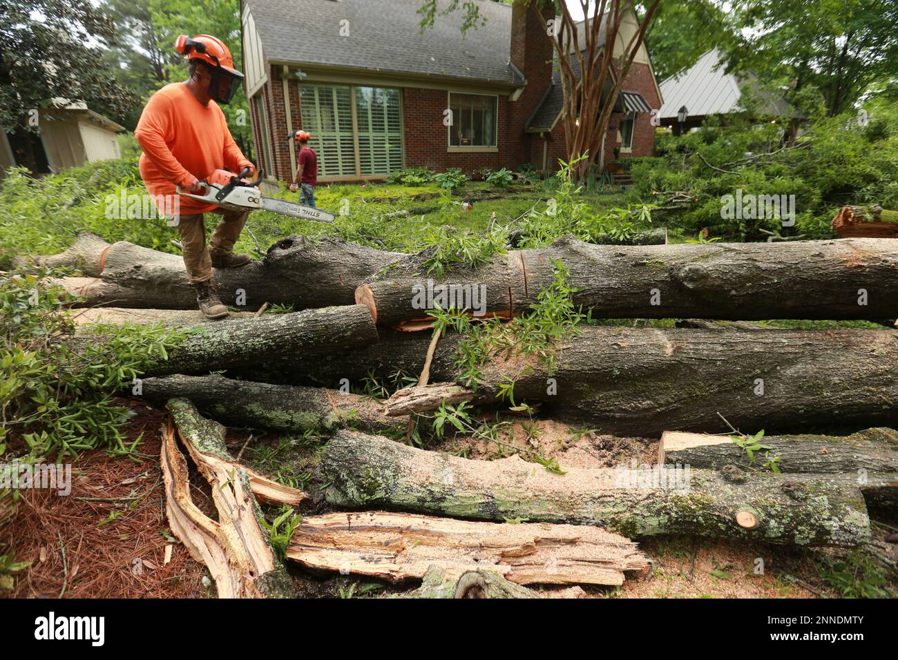 Thompson Tree Service employee Adam Hunt makes his way up the trunk of ...