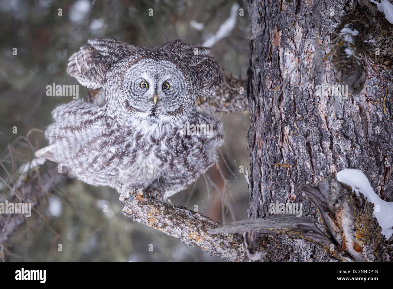 Great Grey Owl sitting in a tree Stock Photo - Alamy