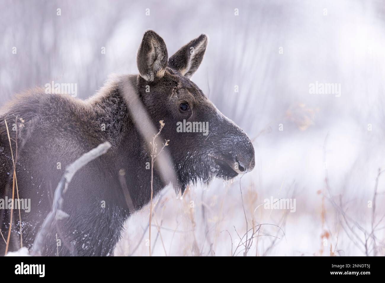 United states morning snowfall hi-res stock photography and images - Alamy
