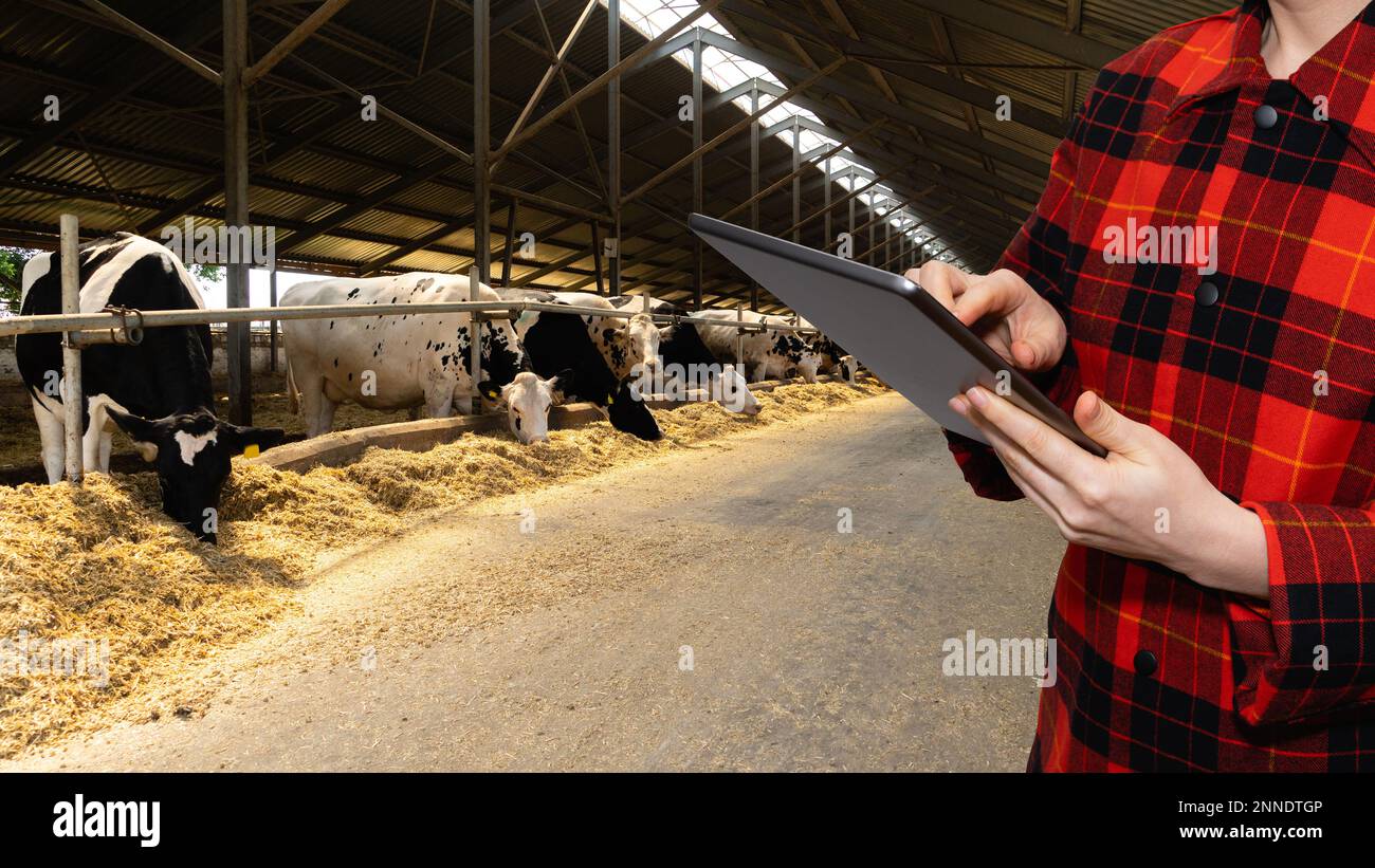 Woman farmer with tablet computer on a background of cows at a dairy ...
