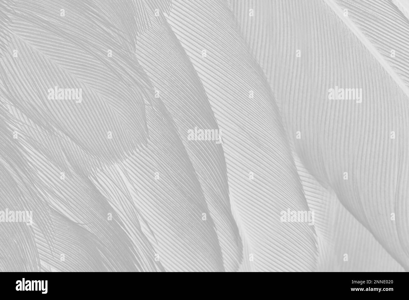 Close up beautiful feathers texture. Macro photo dove feathers. High ...