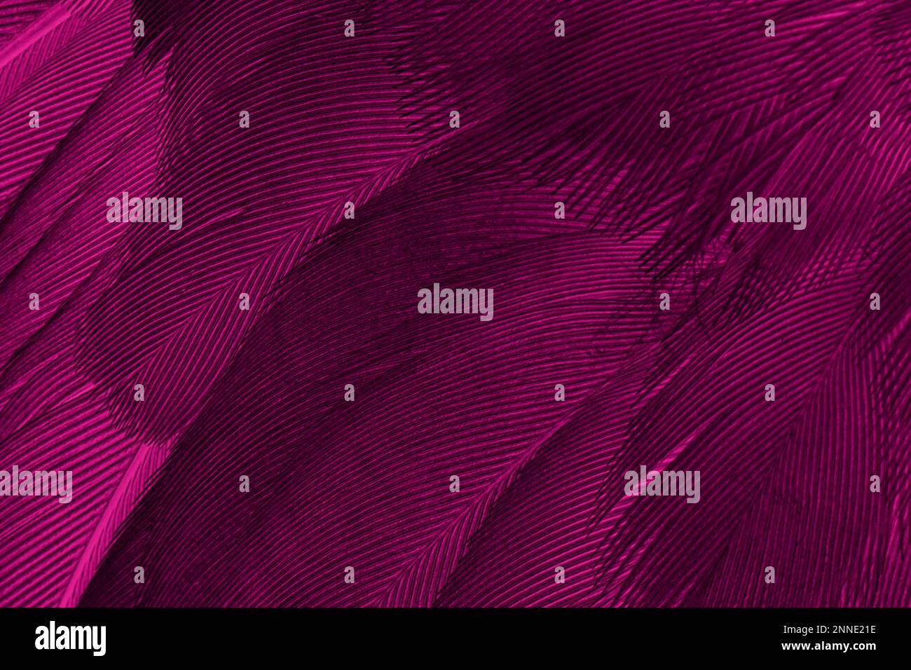 Close up beautiful feathers texture. Macro photo dove feathers. High ...