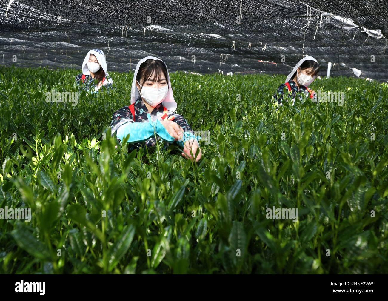 Women wearing masks pick up tea leaves by hand with basket during an ...