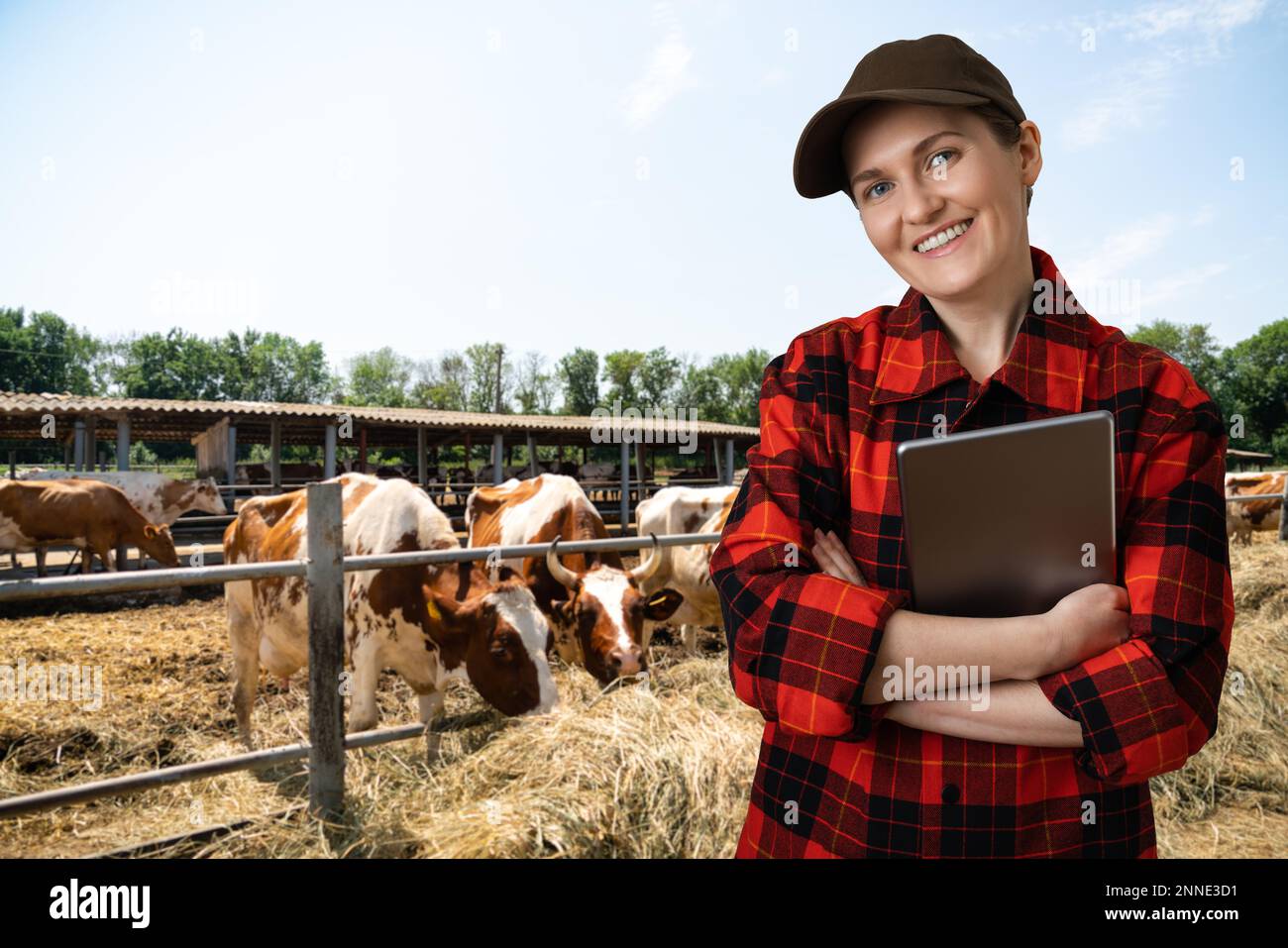 Woman farmer with tablet computer on a background of cows at a dairy ...