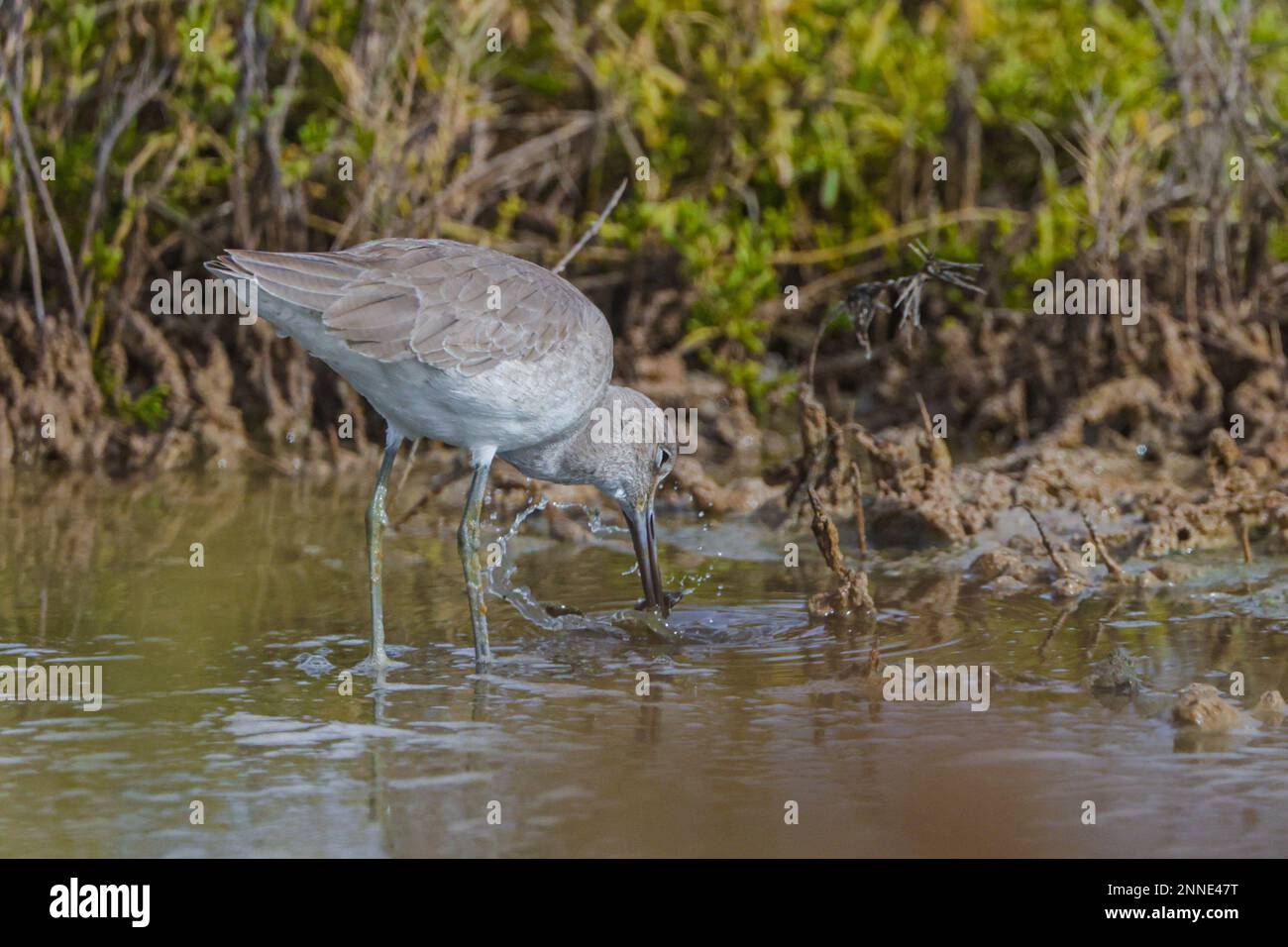 Sea birds in the mangrove of the Santa Cruz de Kino Viejo estuary in ...