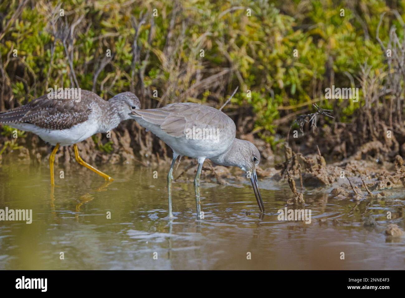 Sea birds in the mangrove of the Santa Cruz de Kino Viejo estuary in ...