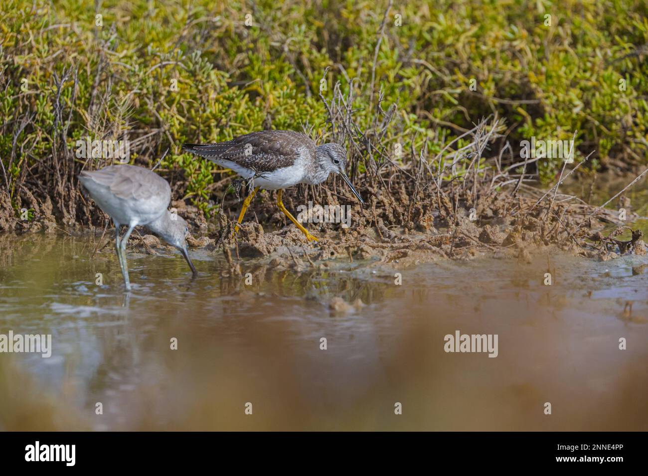 Sea birds in the mangrove of the Santa Cruz de Kino Viejo estuary in ...