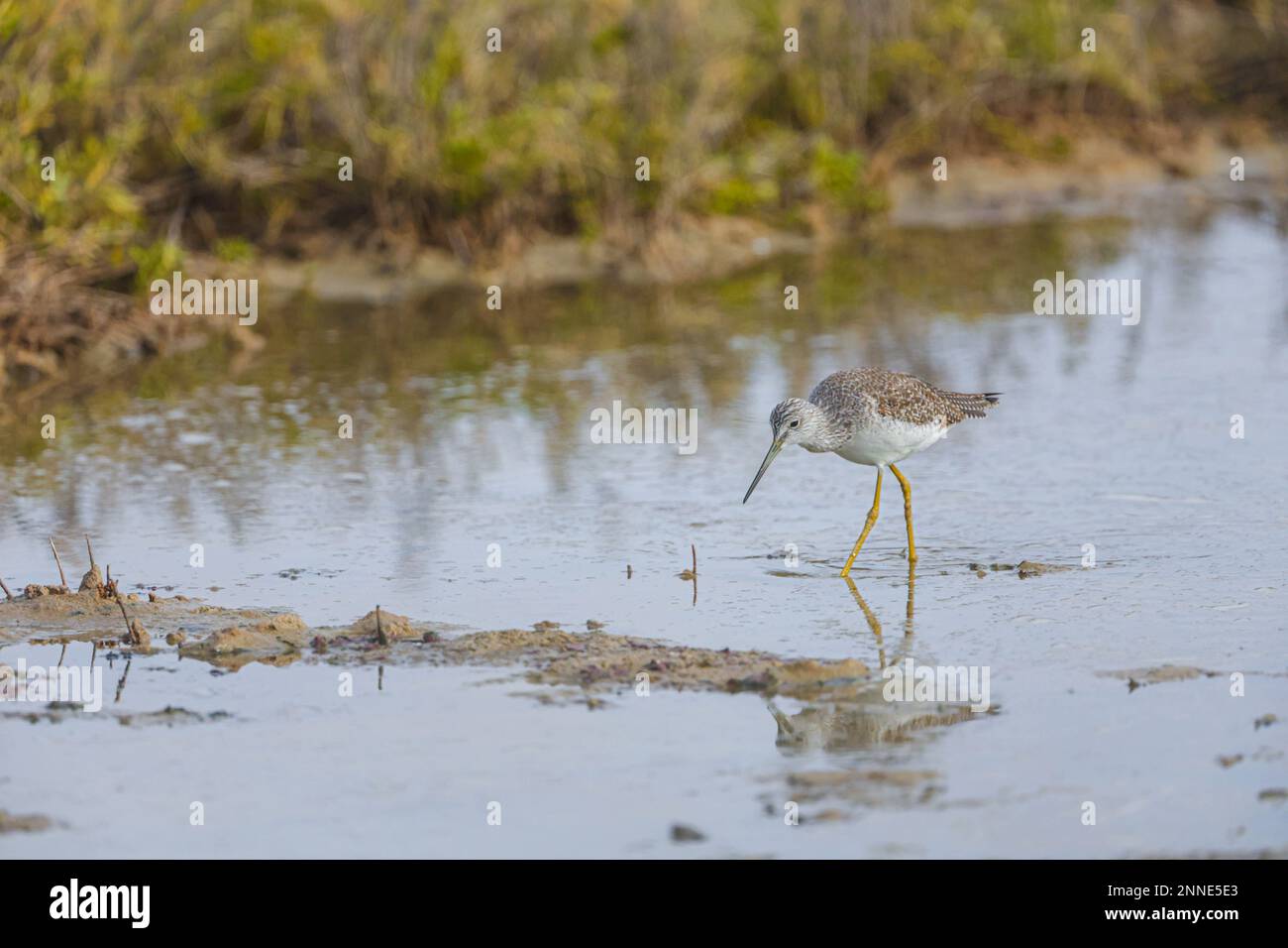 Sea birds in the mangrove of the Santa Cruz de Kino Viejo estuary in ...