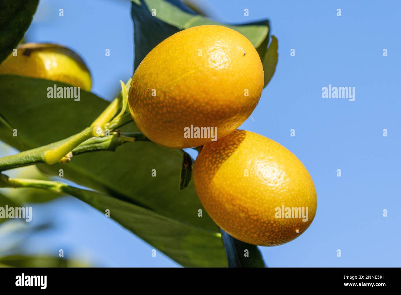 Kumquat fruit growing on tree on blue sky background. Citrus japonica ...