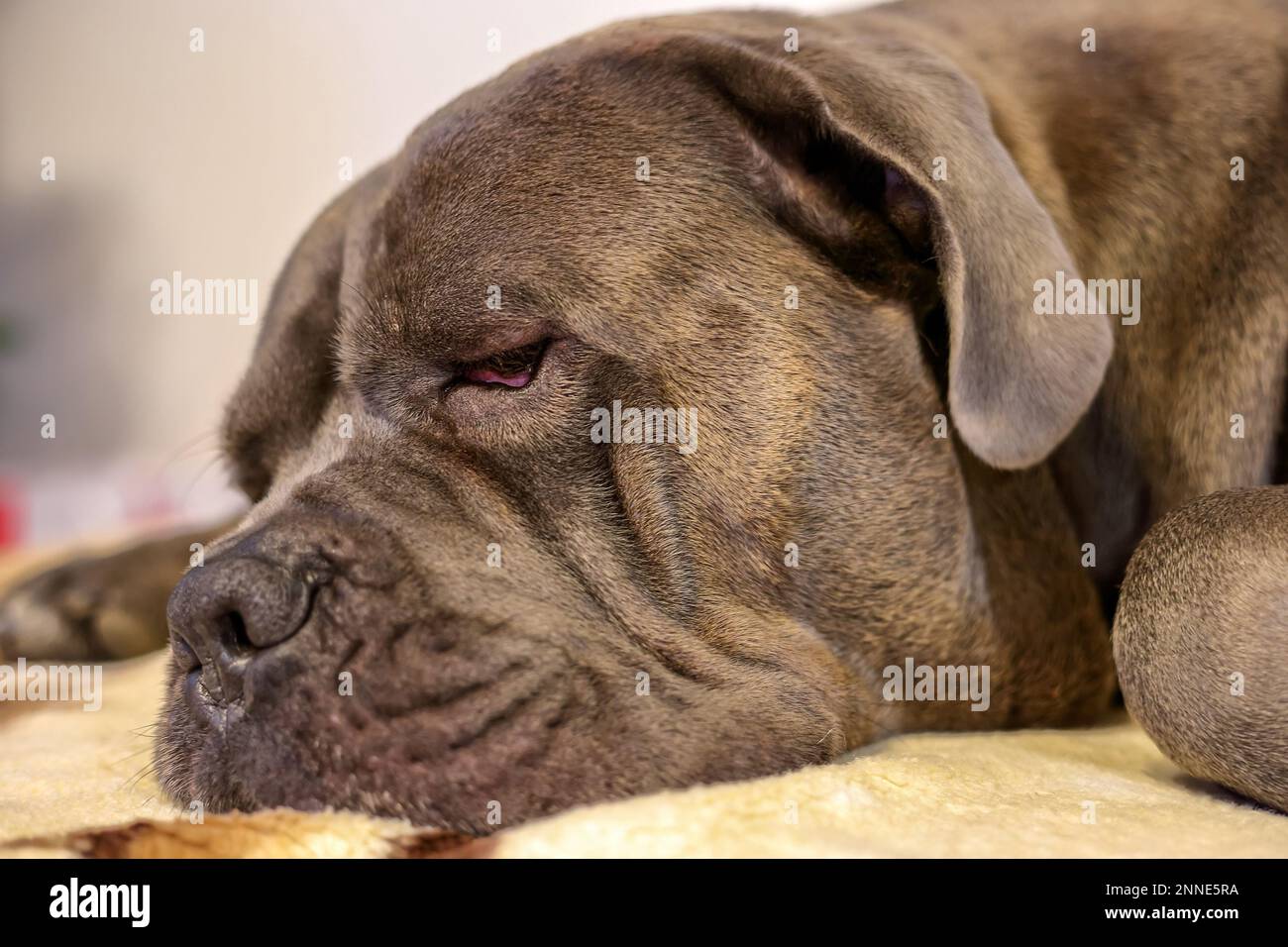 Sleeping gray Cane Corso dog at home Stock Photo - Alamy