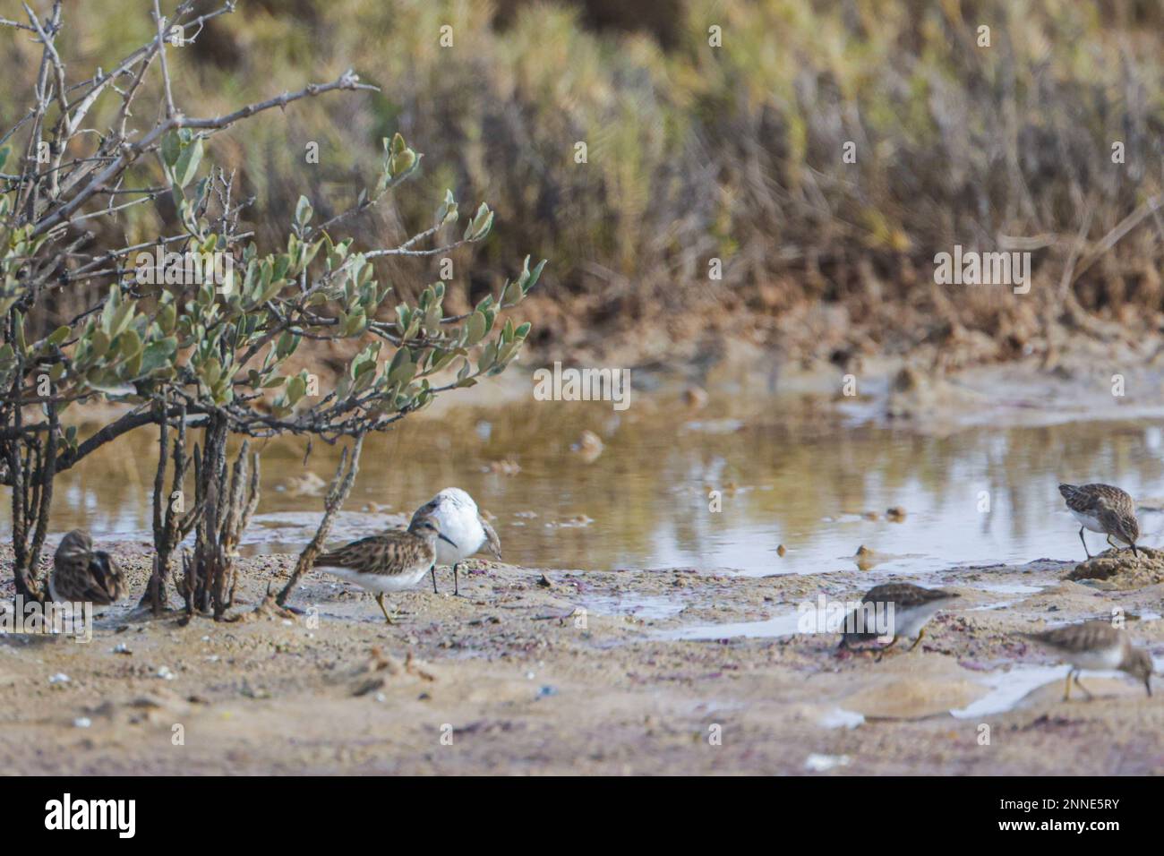 Sea birds in the mangrove of the Santa Cruz de Kino Viejo estuary in ...