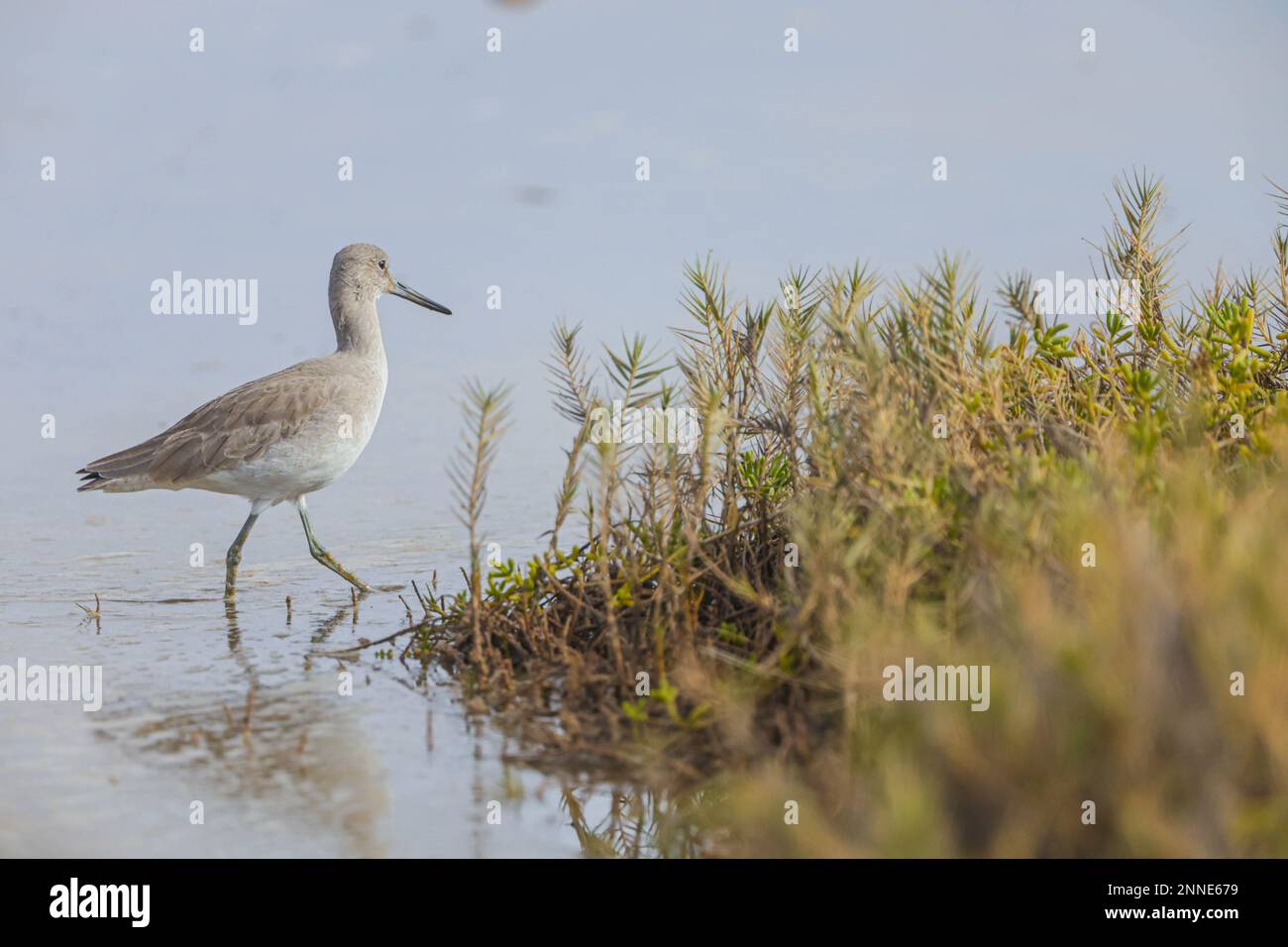 Sea birds in the mangrove of the Santa Cruz de Kino Viejo estuary in ...