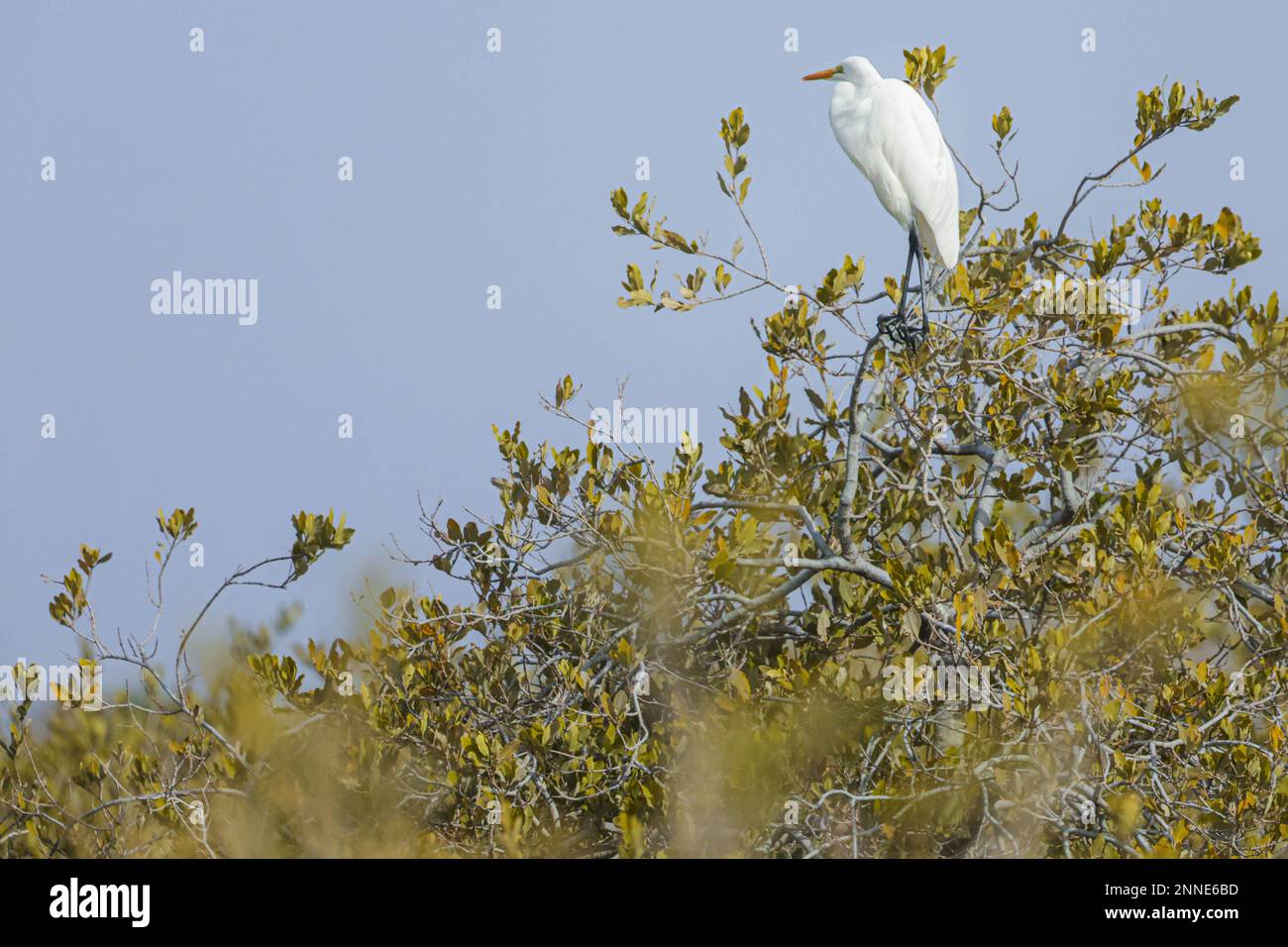 Aves marinas del norte hi-res stock photography and images - Alamy