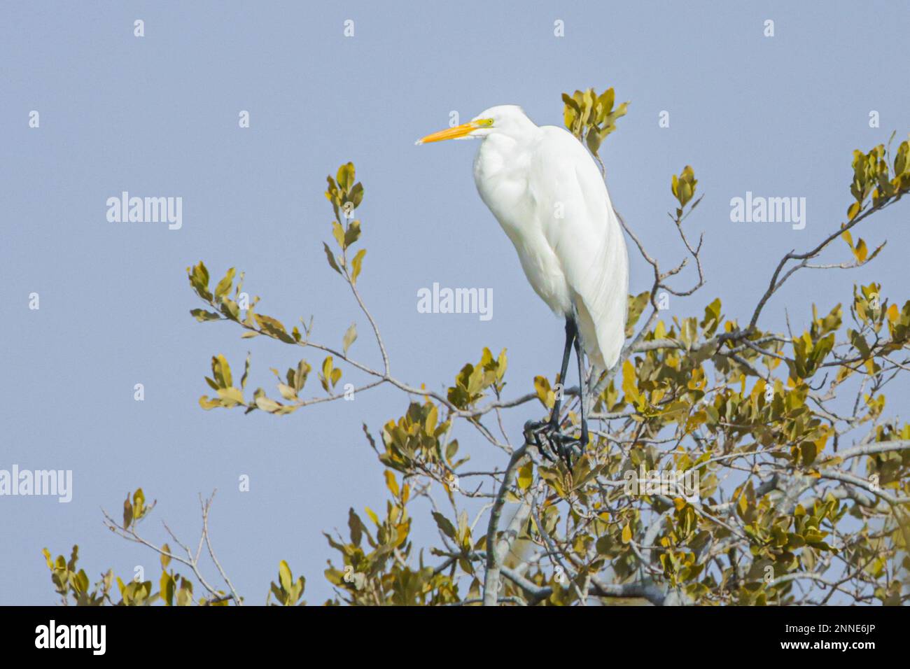 Sea birds in the mangrove of the Santa Cruz de Kino Viejo estuary in ...