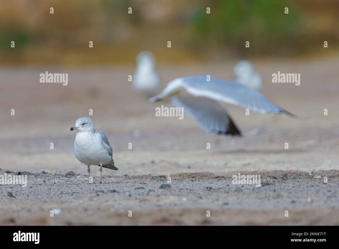 Sea birds in the mangrove of the Santa Cruz de Kino Viejo estuary in ...