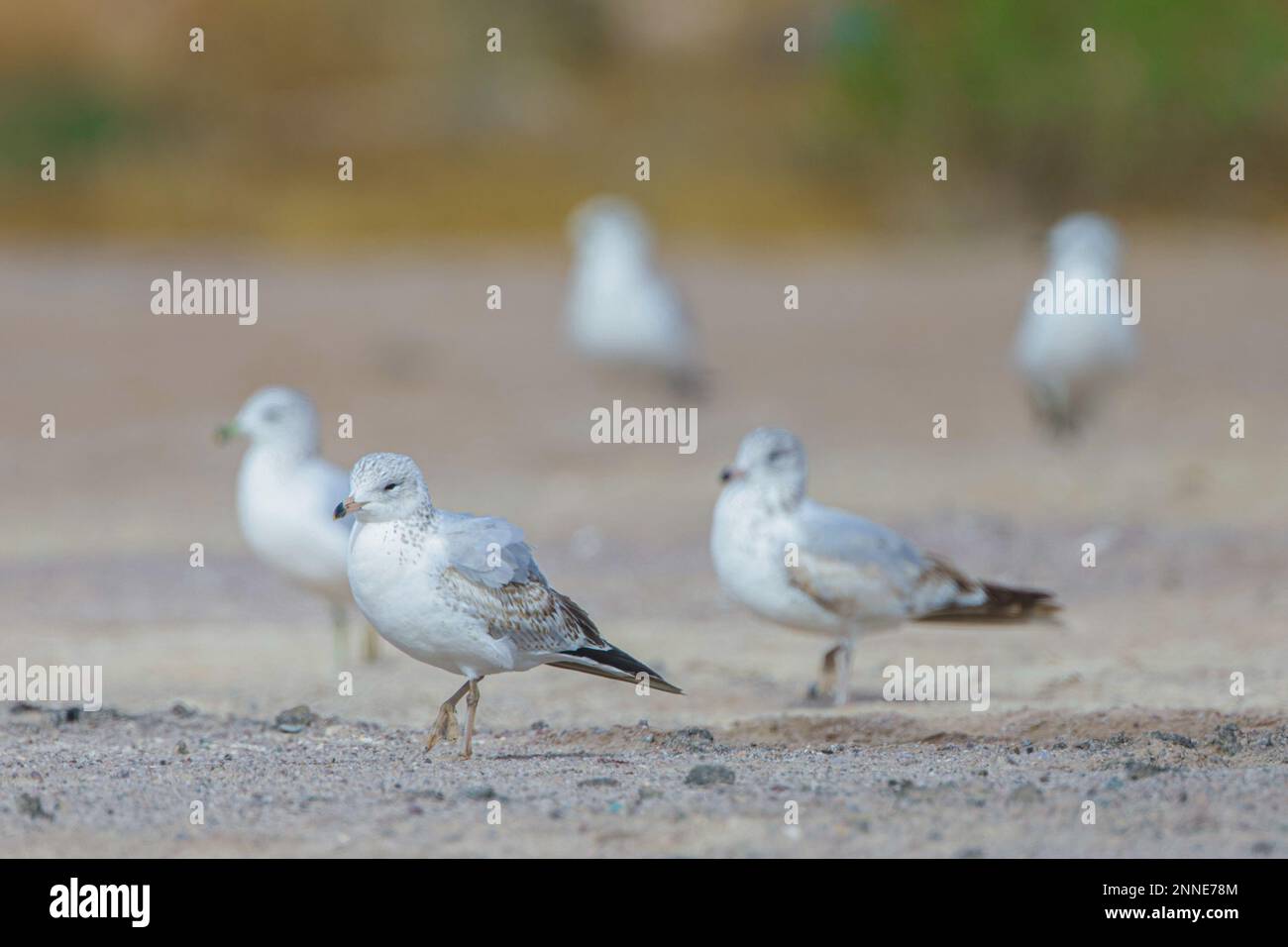 Sea birds in the mangrove of the Santa Cruz de Kino Viejo estuary in ...