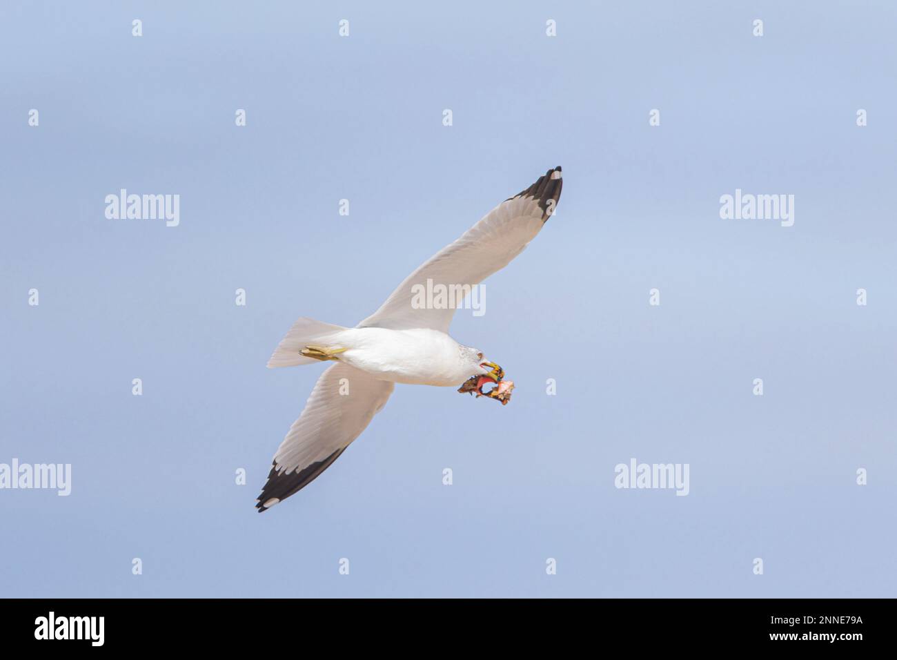 Sea birds in the mangrove of the Santa Cruz de Kino Viejo estuary in ...