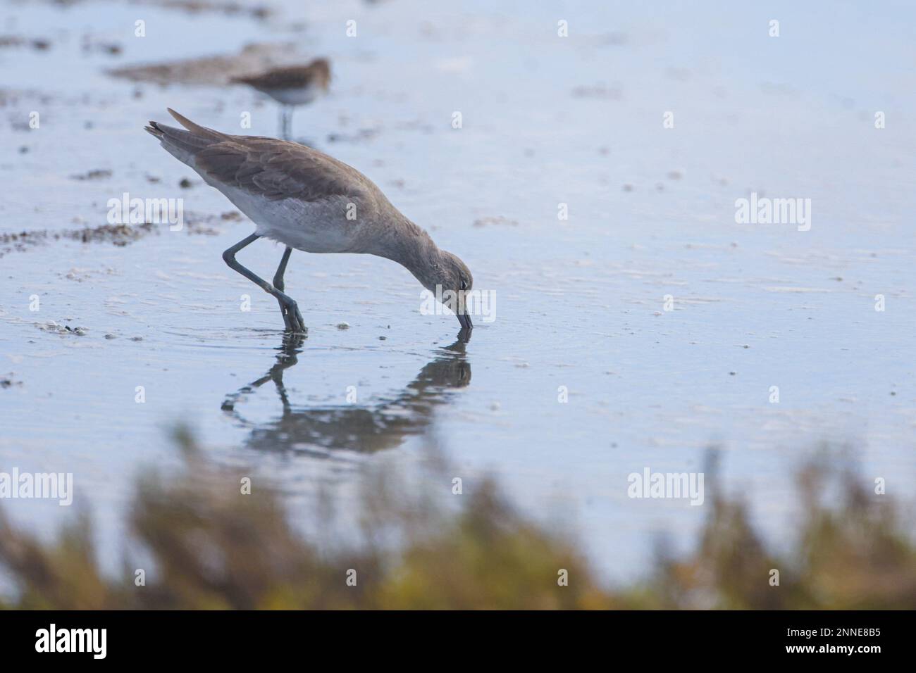 Sea birds in the mangrove of the Santa Cruz de Kino Viejo estuary in ...